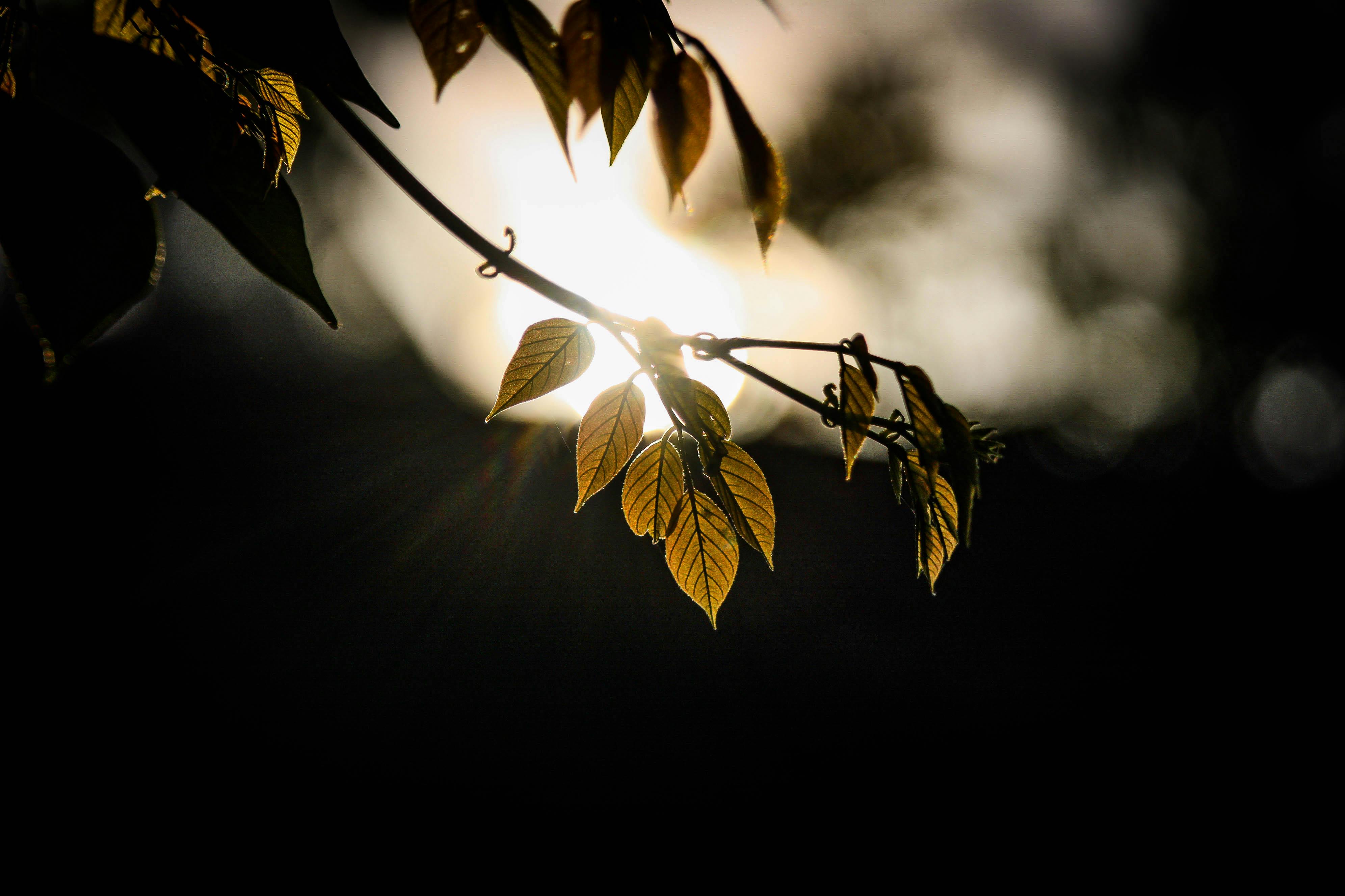 Trend Growth Photos, Download Free Trend Growth Stock Photos & HD Images