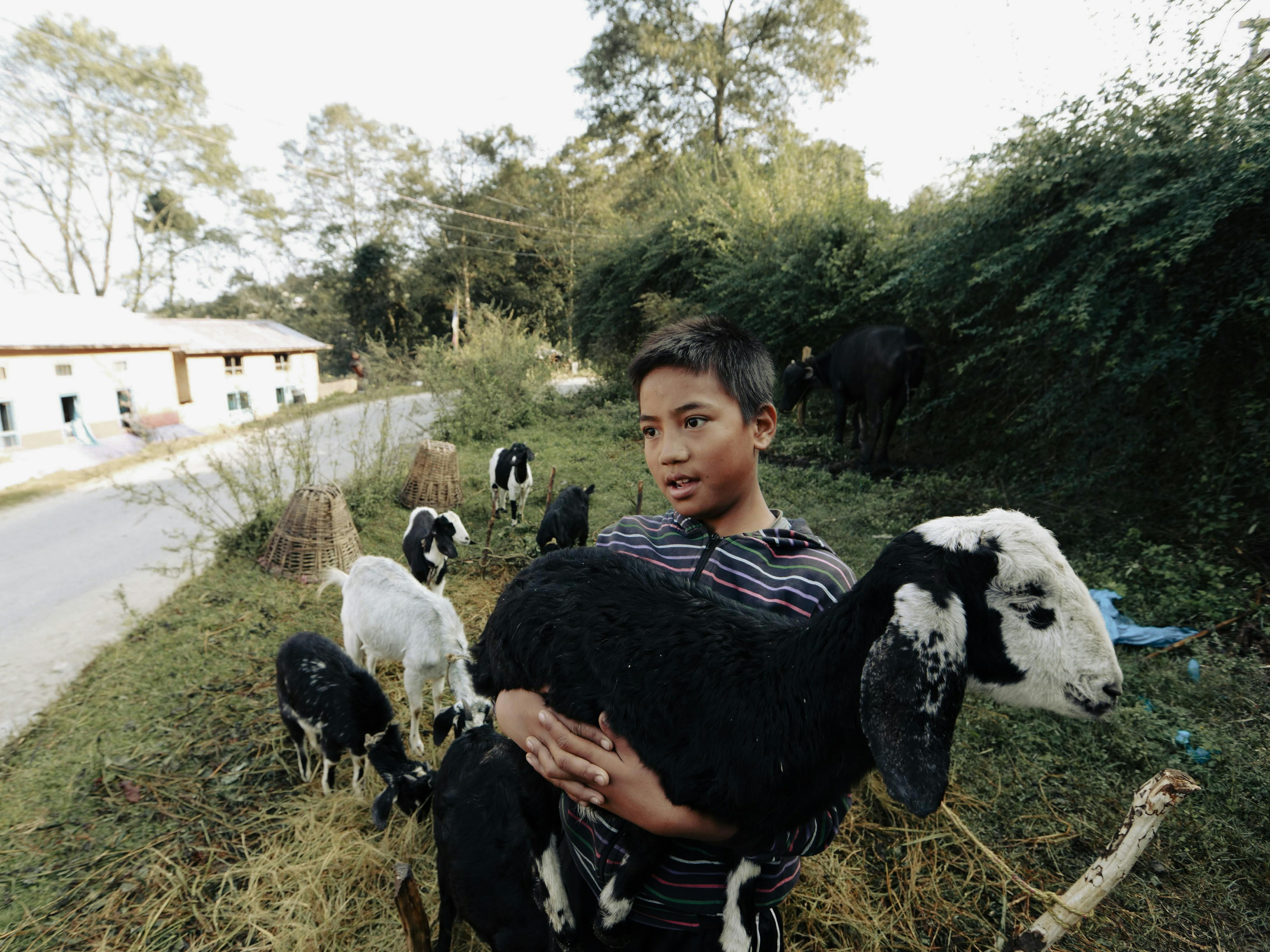 Boy Carrying a Goat · Free Stock Photo
