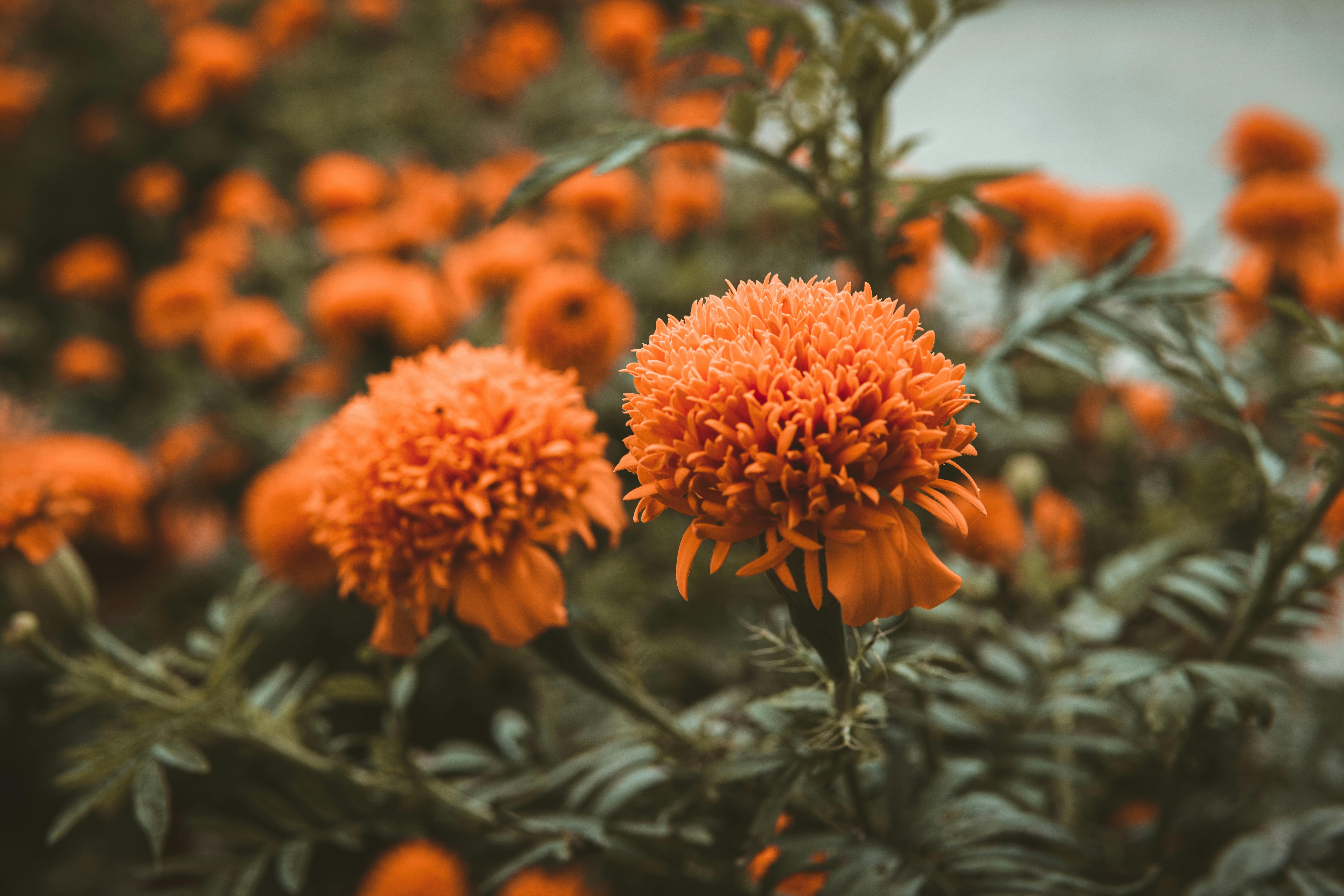 Orange Flowers on Flower Field · Free Stock Photo