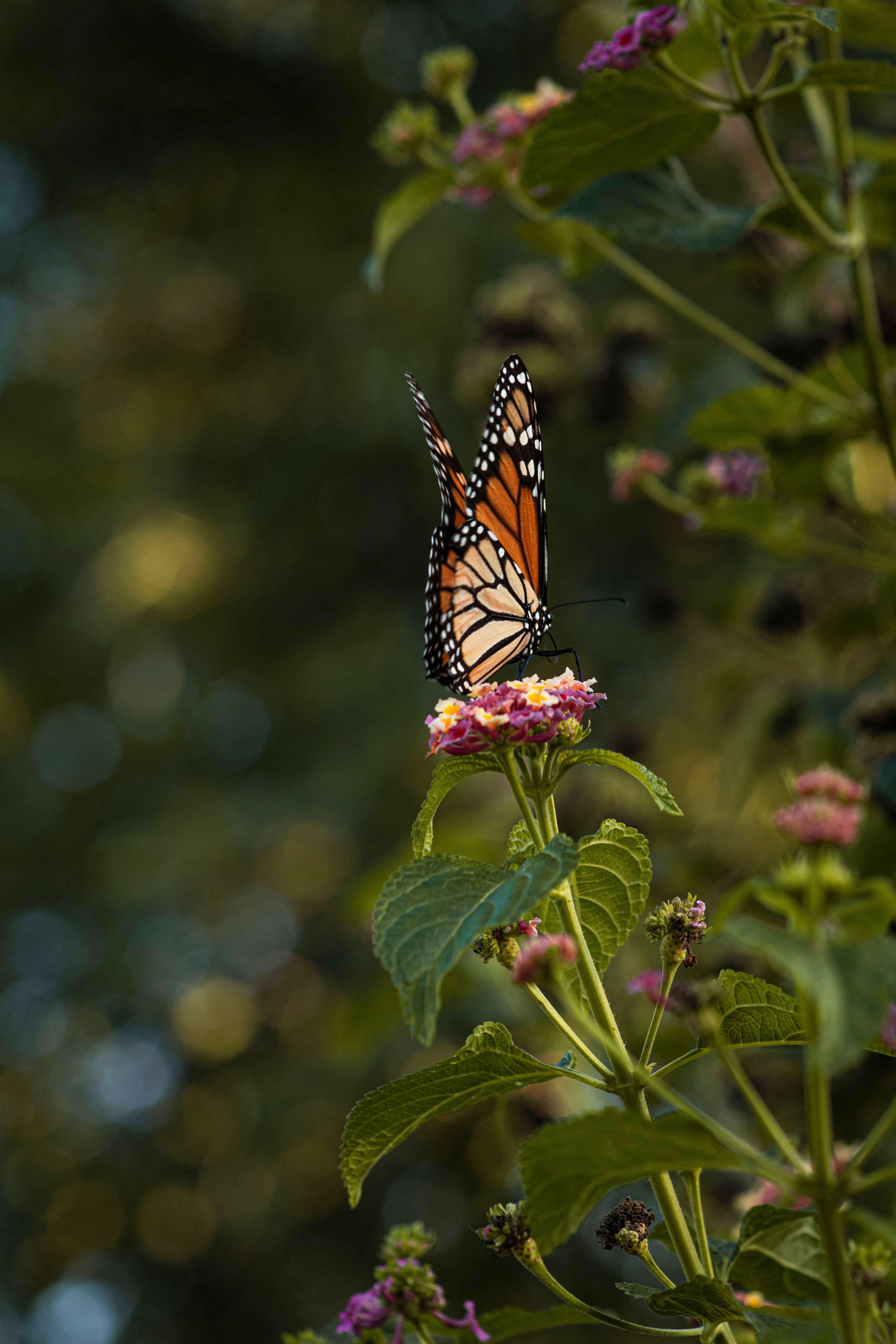 Monarch Butterfly in Nature · Free Stock Photo