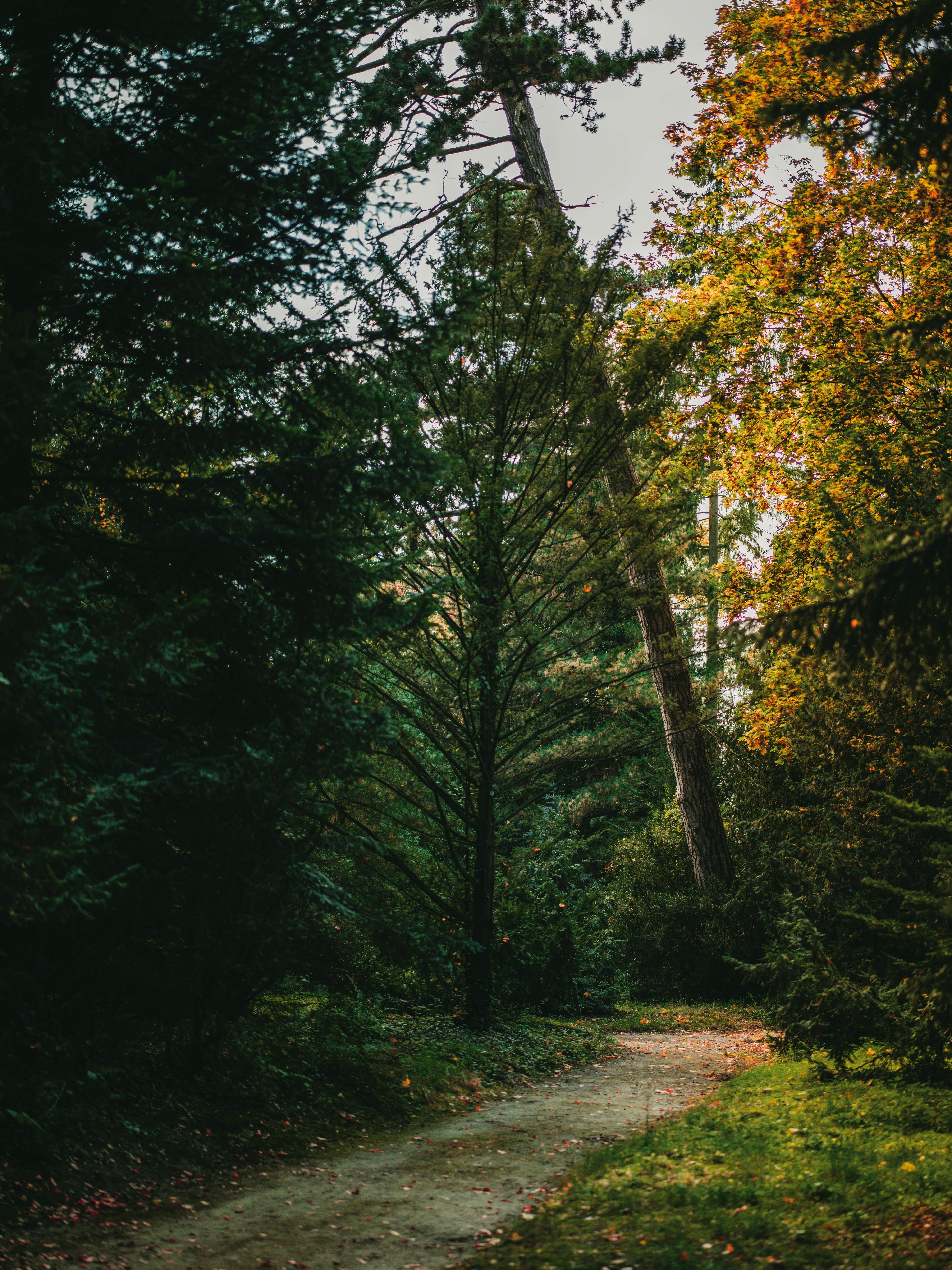Forest With Wide Pathway Photos, Download Free Forest With Wide Pathway ...