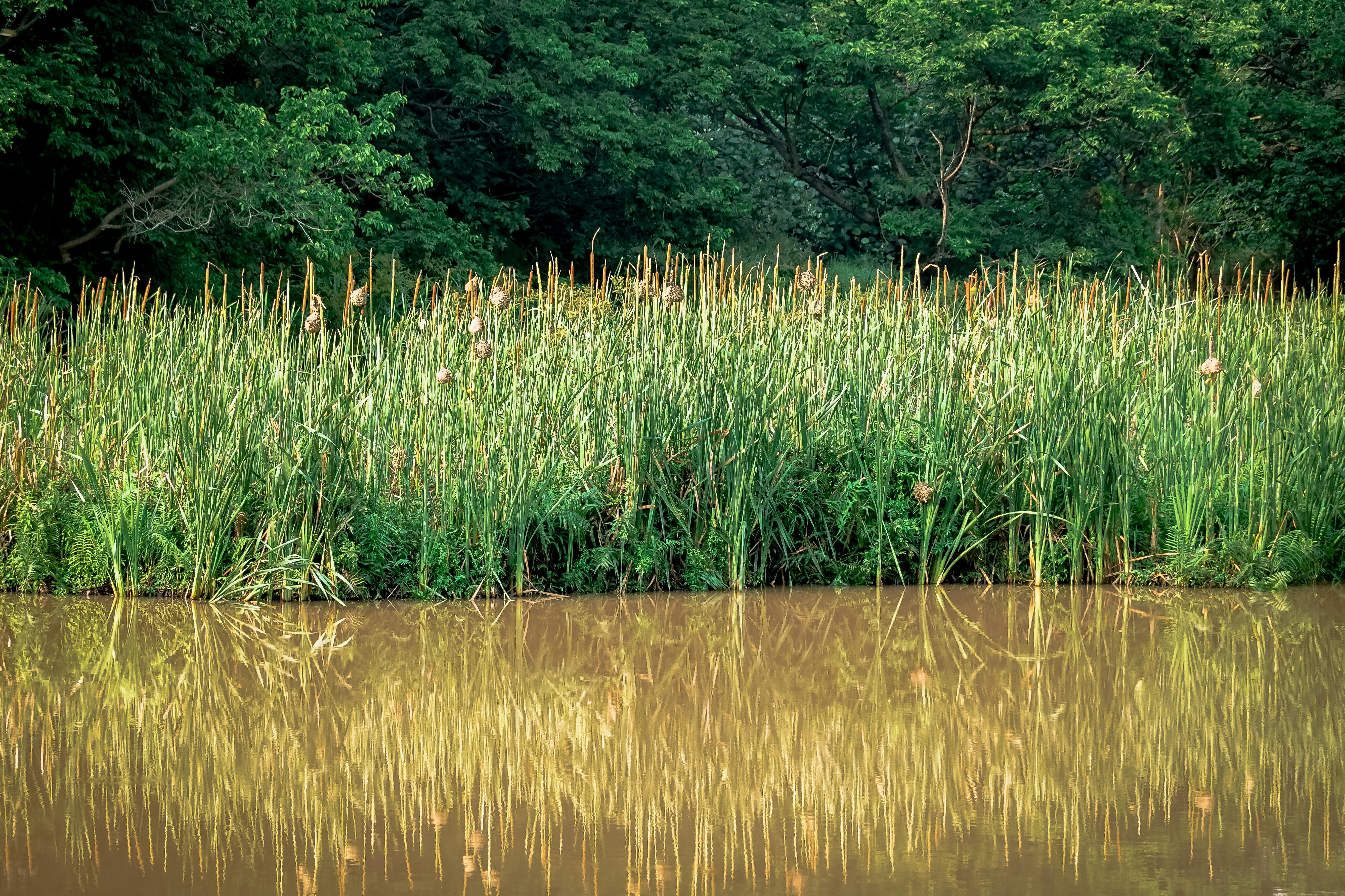 Photo of Grass on the Pond · Free Stock Photo
