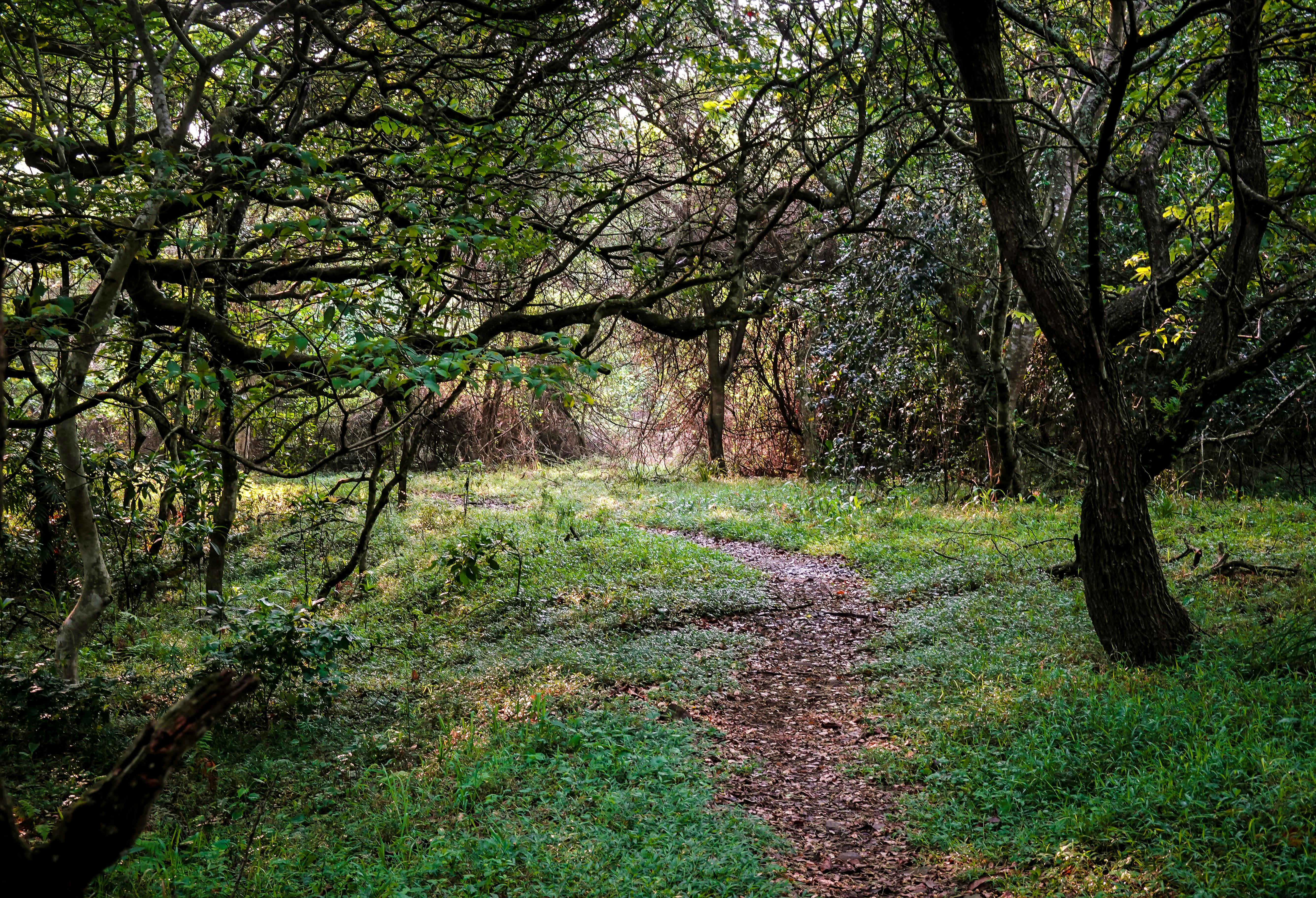Landscape Photography of Forest · Free Stock Photo