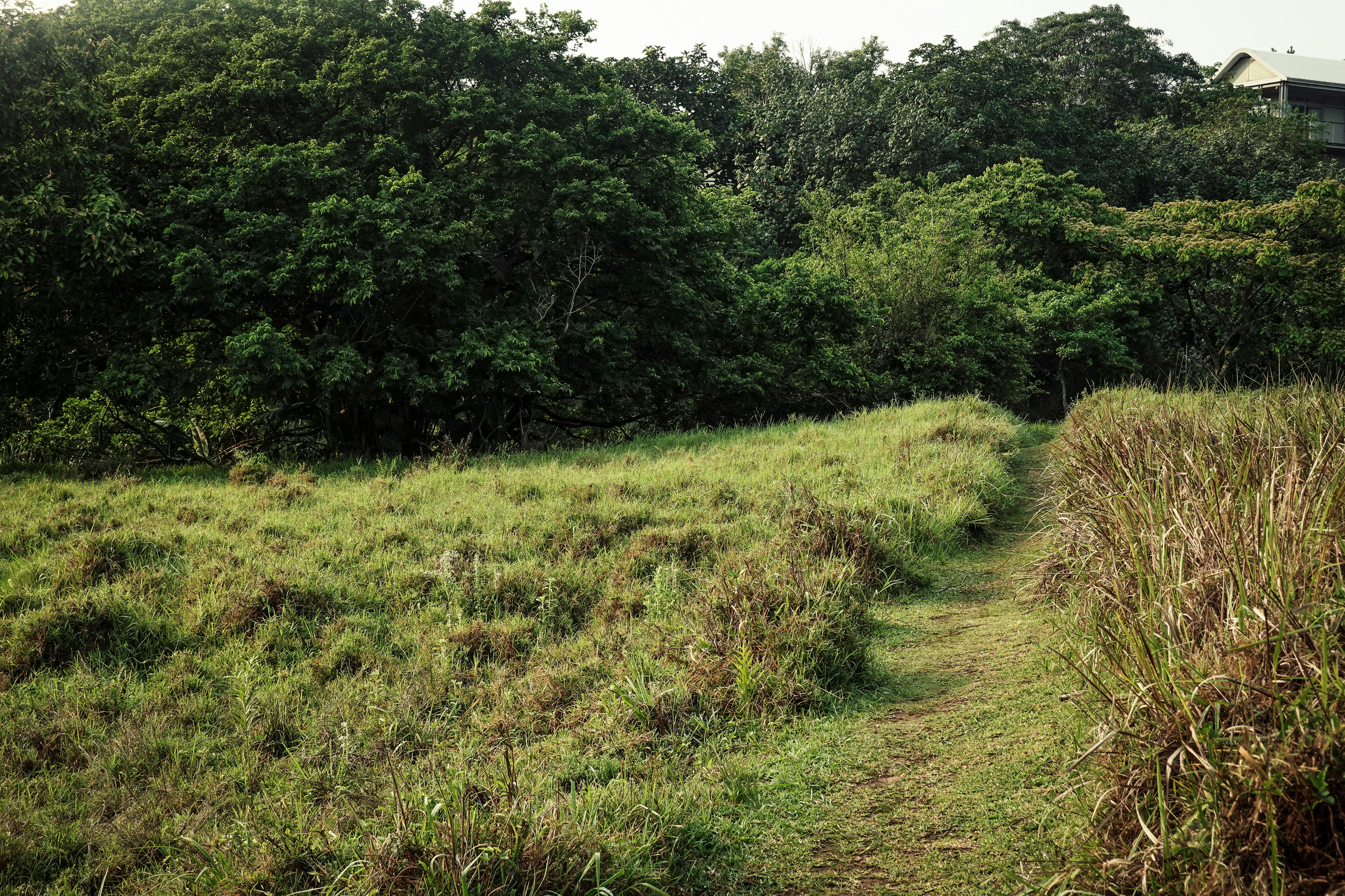 Green Grass Field near Green Trees in the Forest · Free Stock Photo