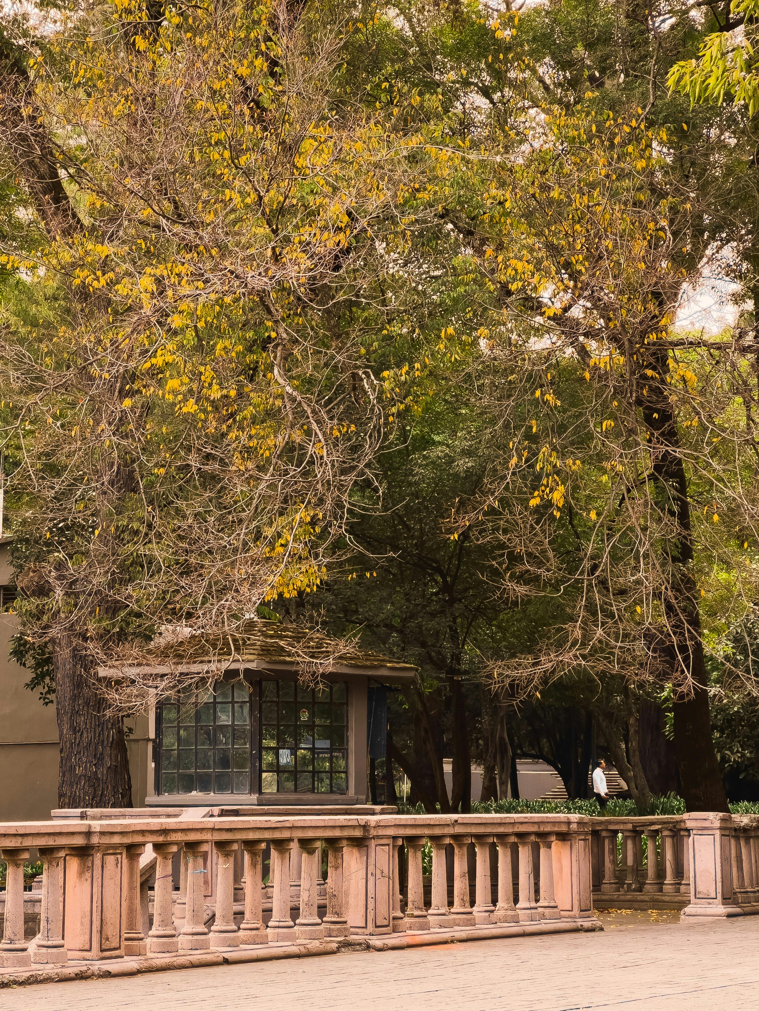 Old Trees in Park · Free Stock Photo