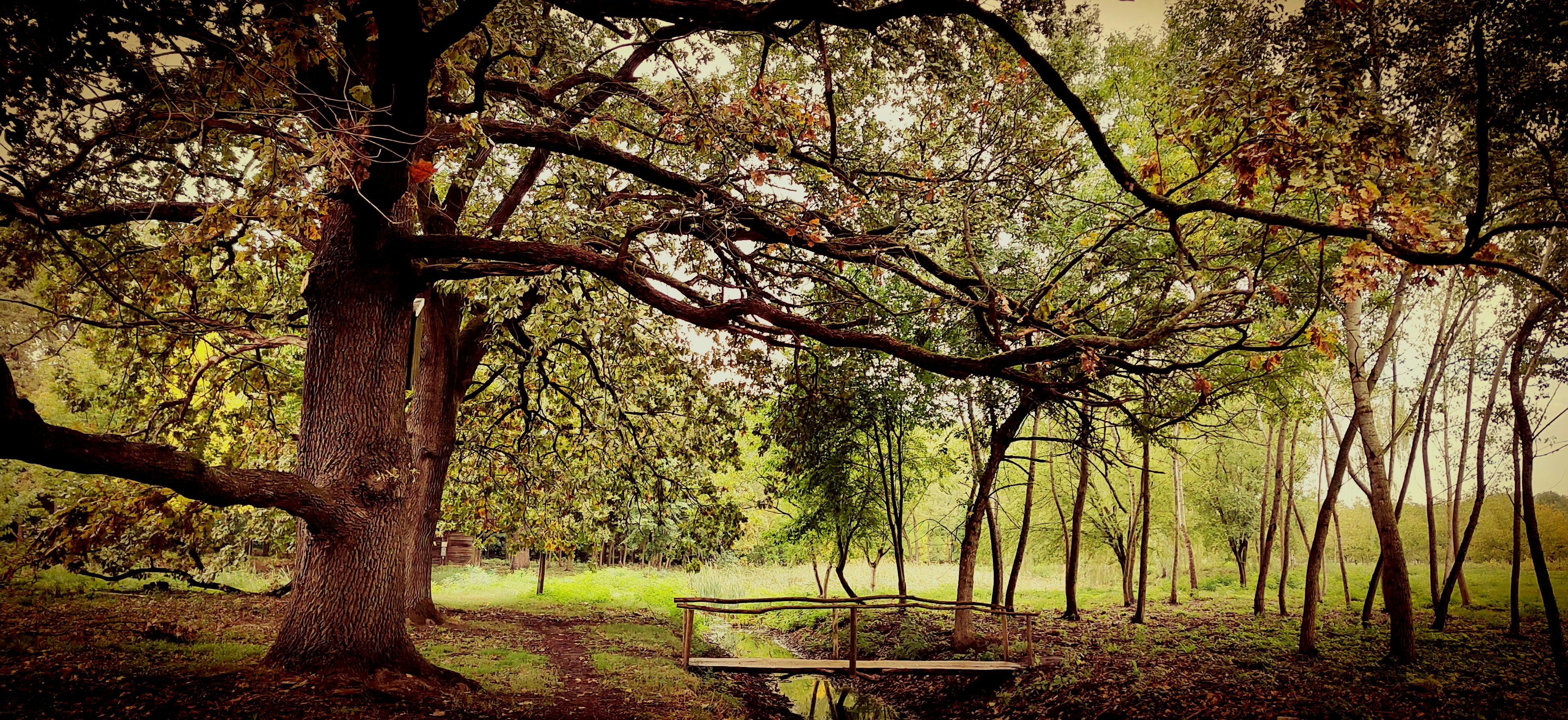 Antal Dávid - Photographie