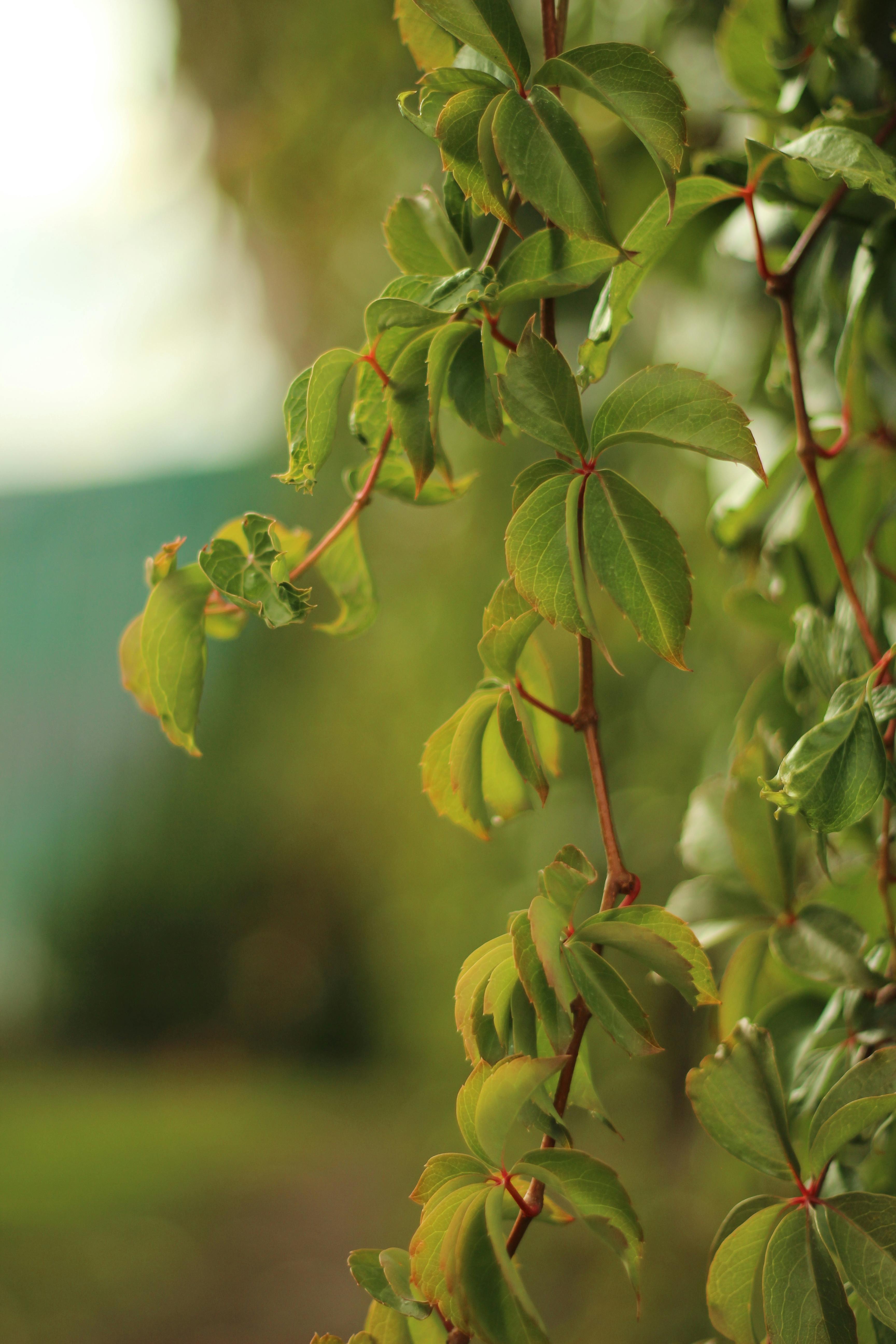 Greenery 4k Photos, Download The BEST Free Greenery 4k Stock Photos ...