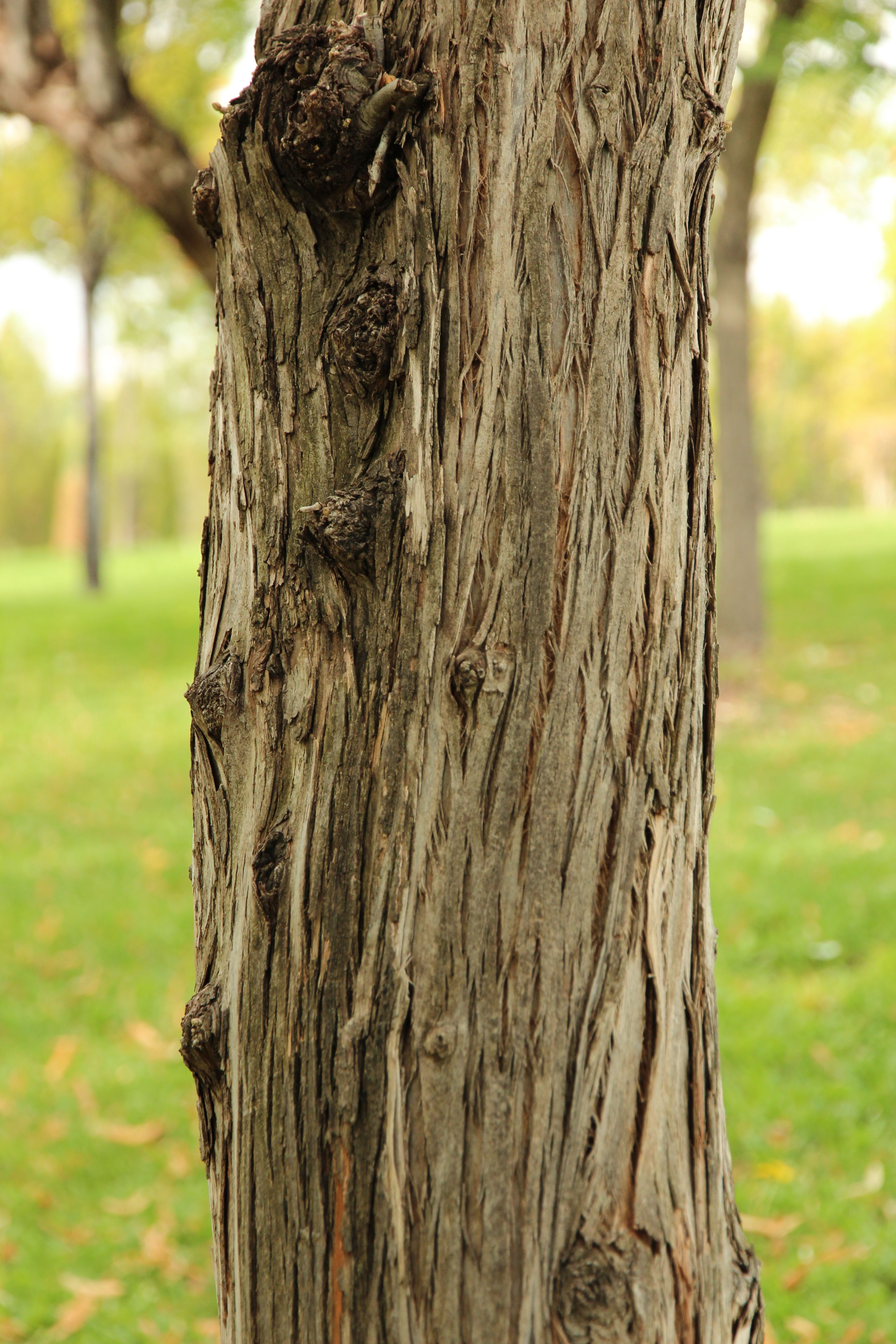 Close-up of a Tree Trunk · Free Stock Photo