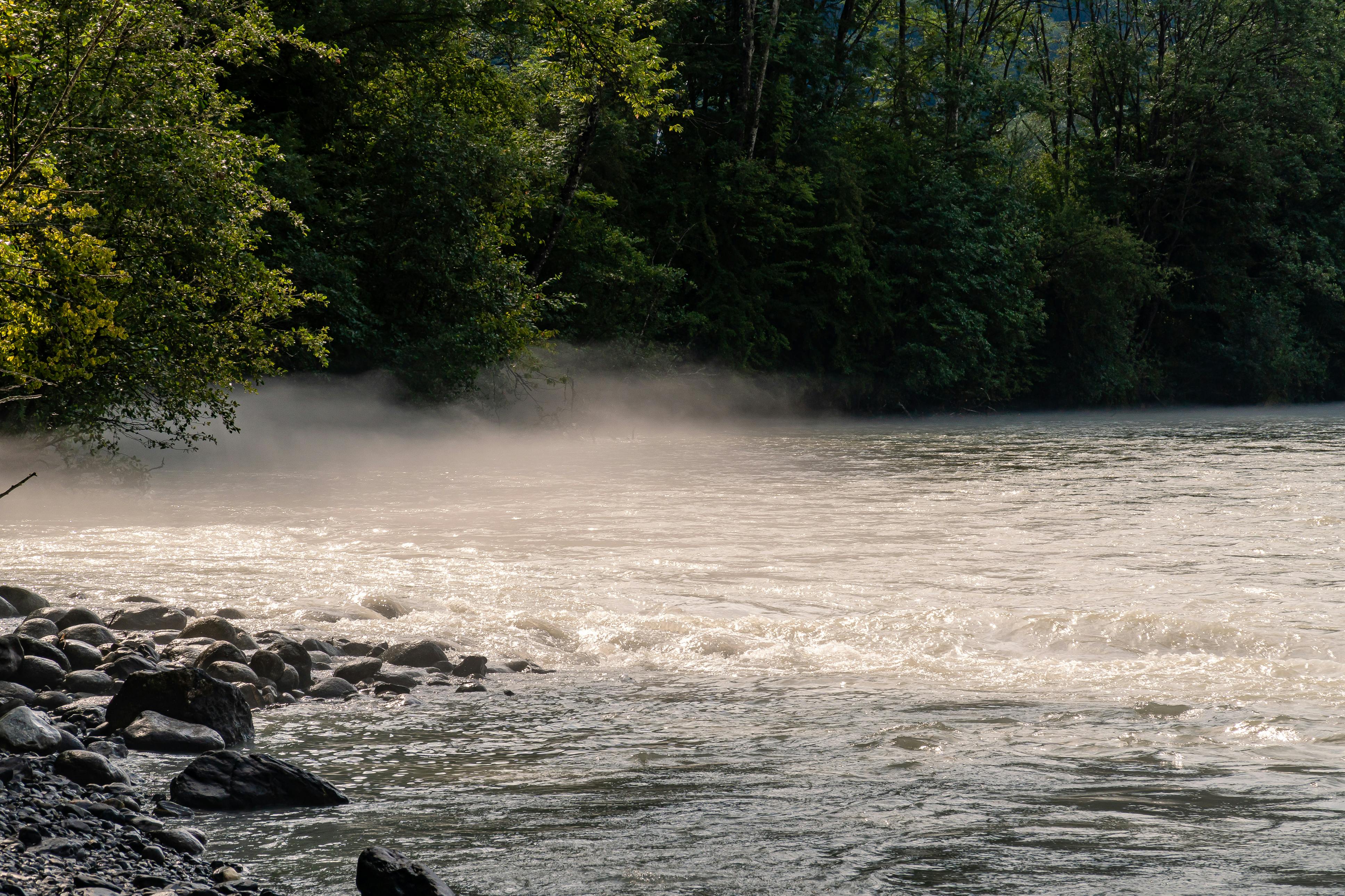 Green Tall Trees Beside the River · Free Stock Photo