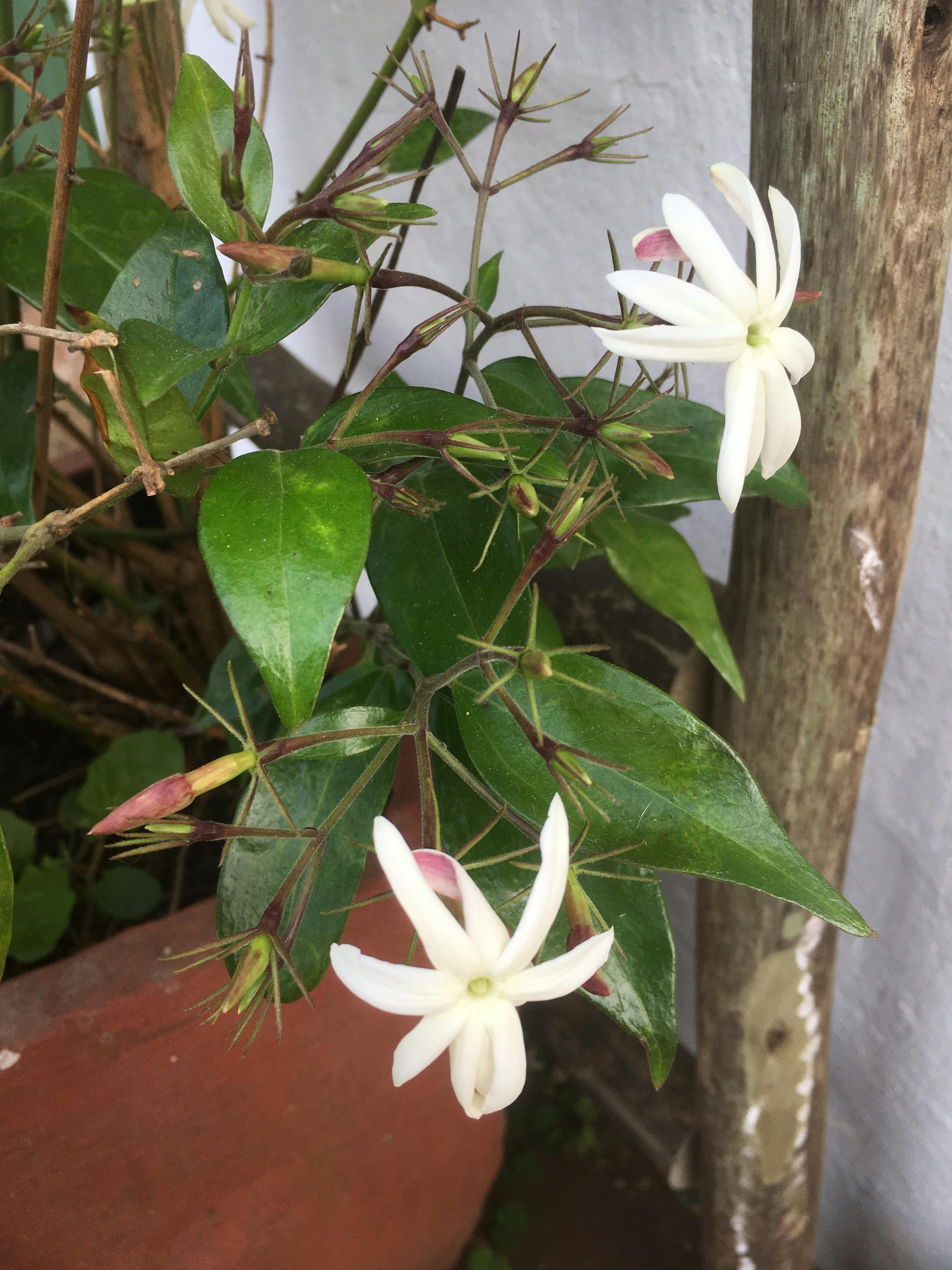 Amajuba Indlu-Inceku - Photography