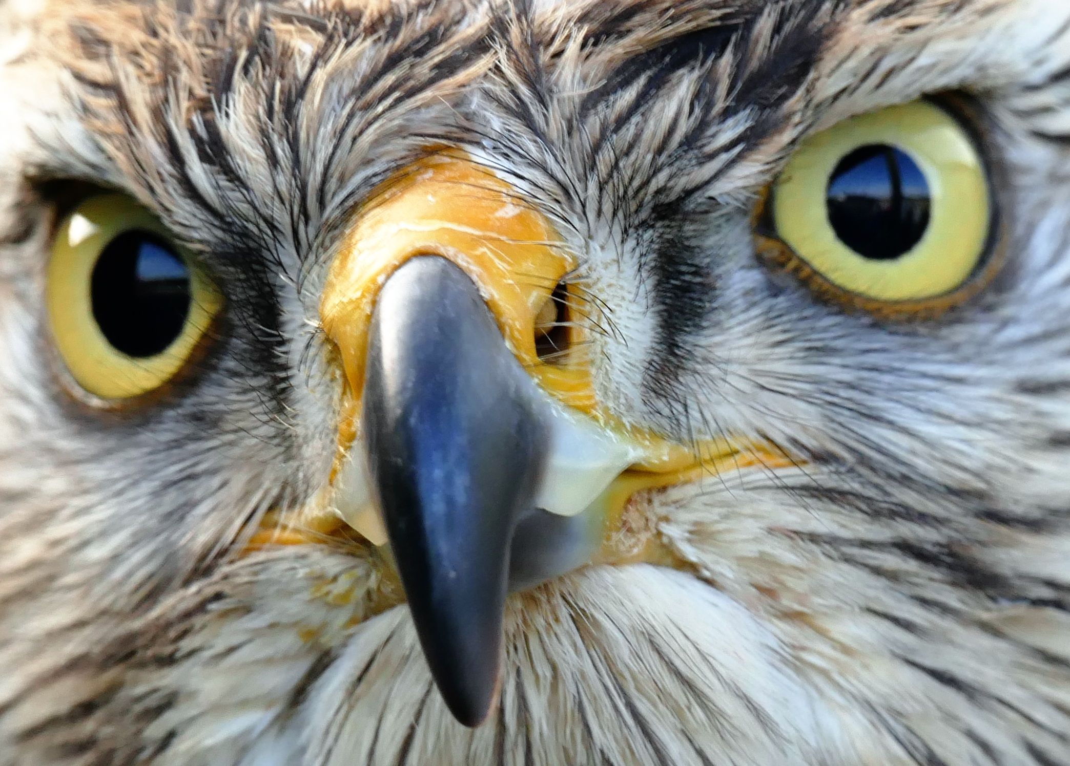 Kostenloses Foto zum Thema: adler, augen, federn