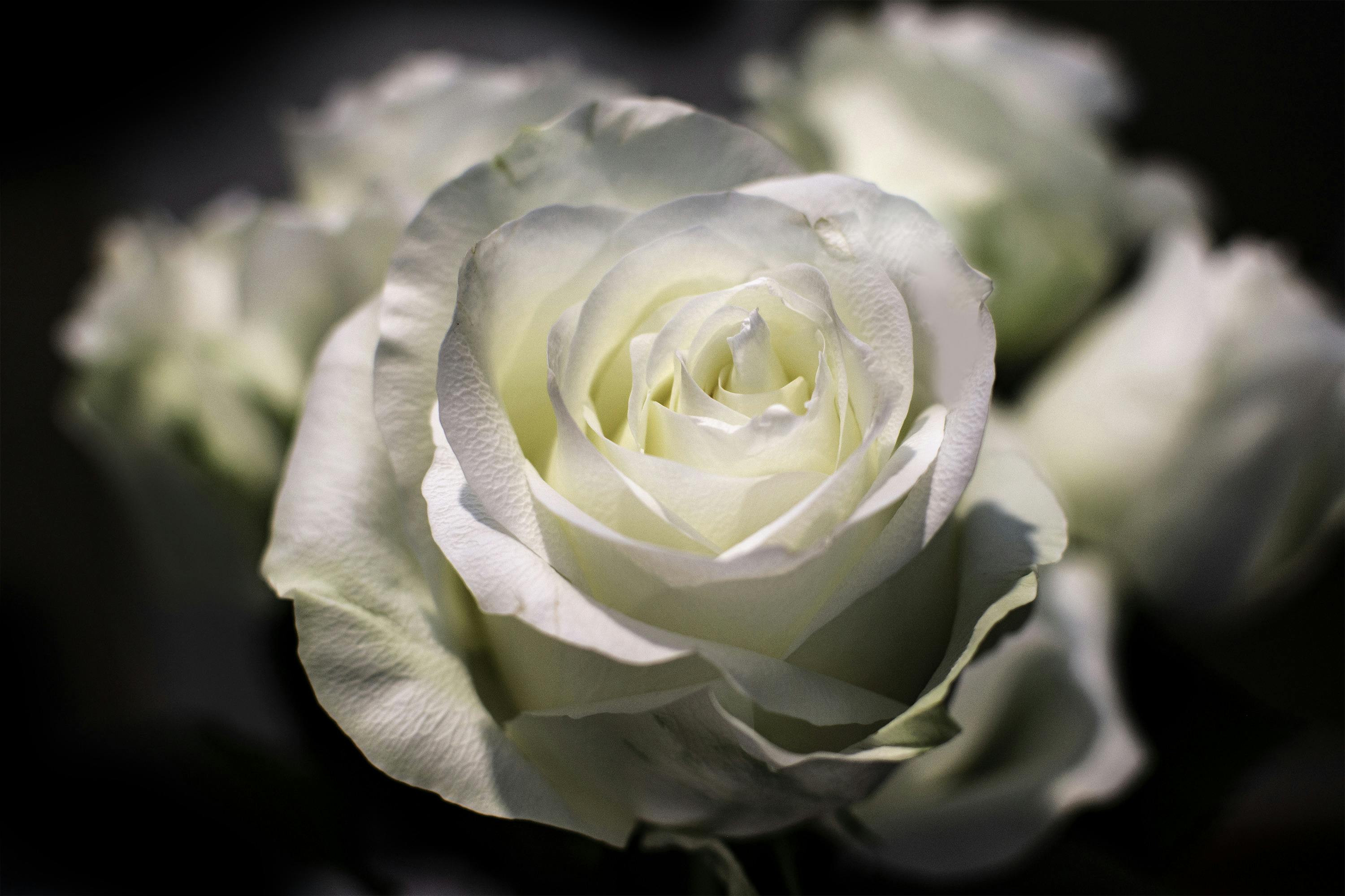 Full Shot of White Roses · Free Stock Photo