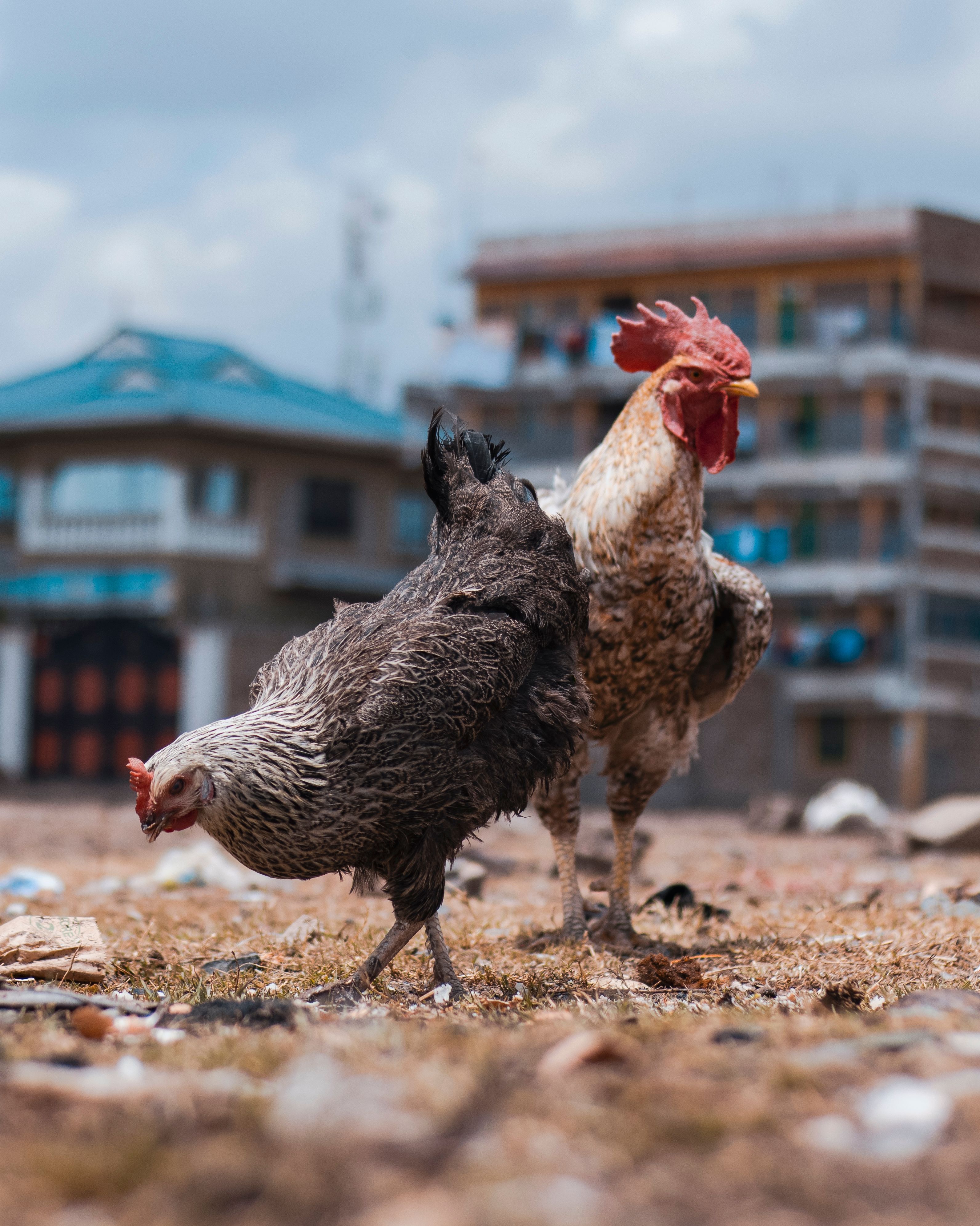 Birds Chickens Photos, Download The BEST Free Birds Chickens Stock ...
