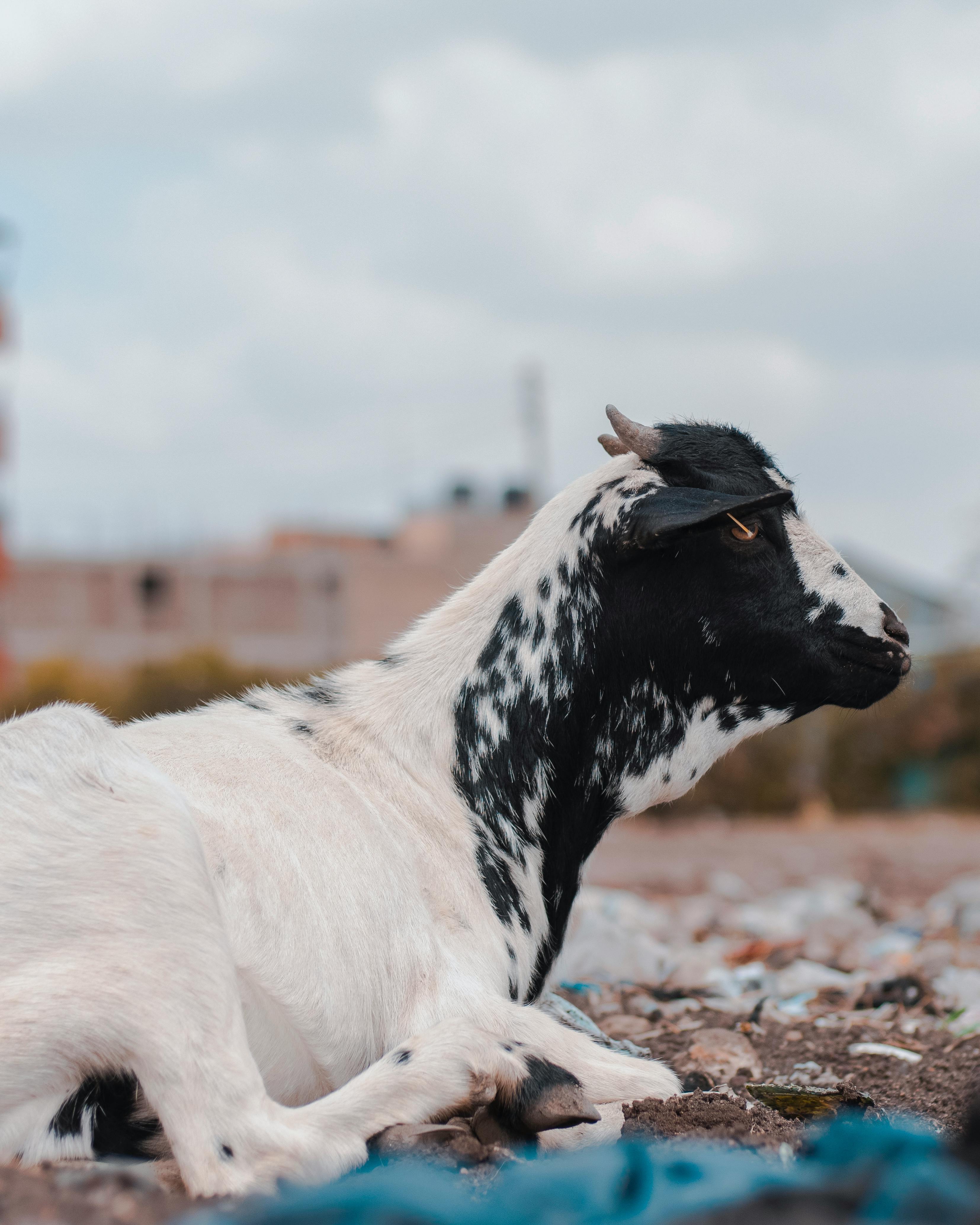 Close-Up of a Goat Eating · Free Stock Photo