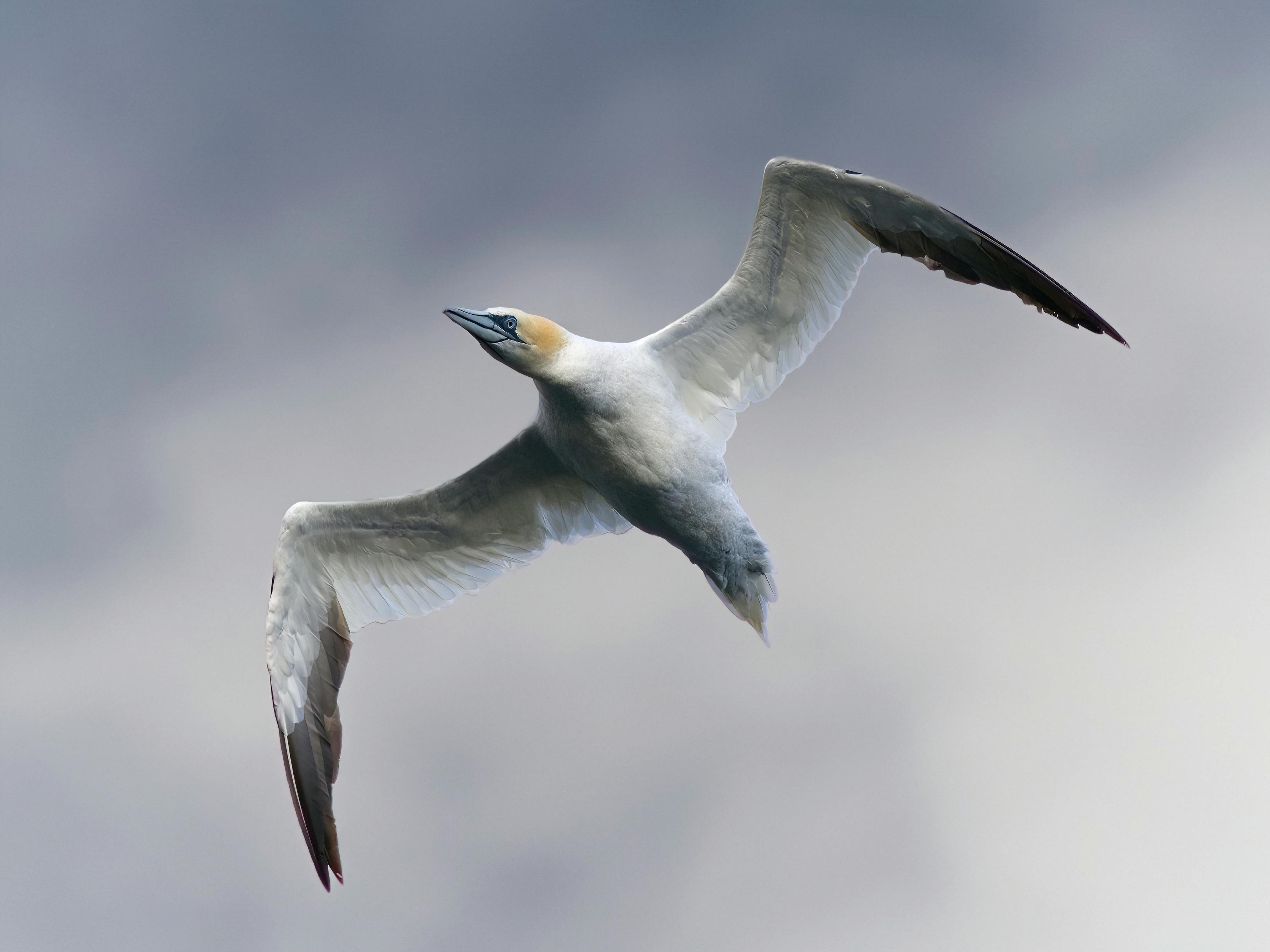 Low Angle Shot of Birds in Flight · Free Stock Photo