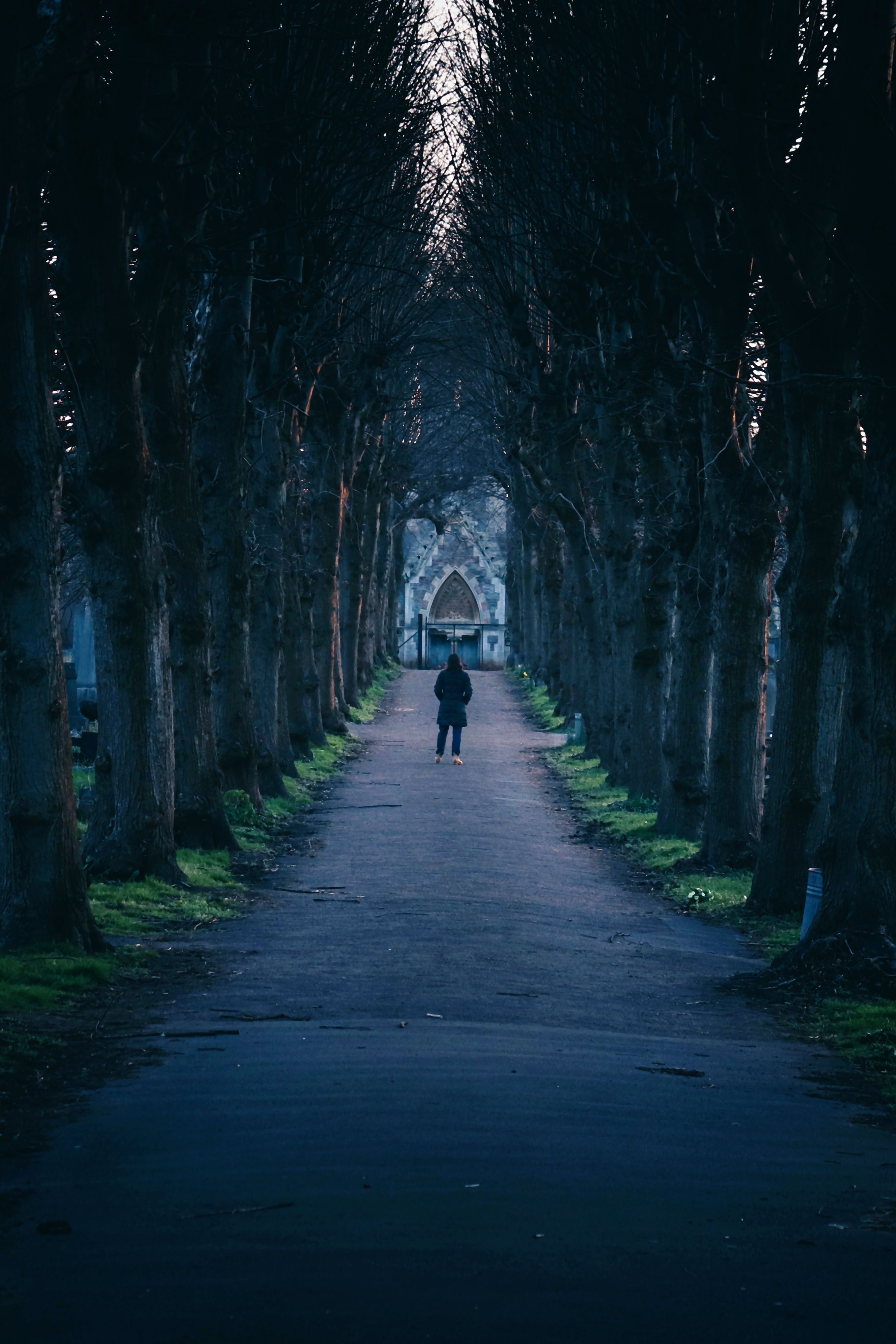 A Person Standing on a Path Lined with Trees · Free Stock Photo