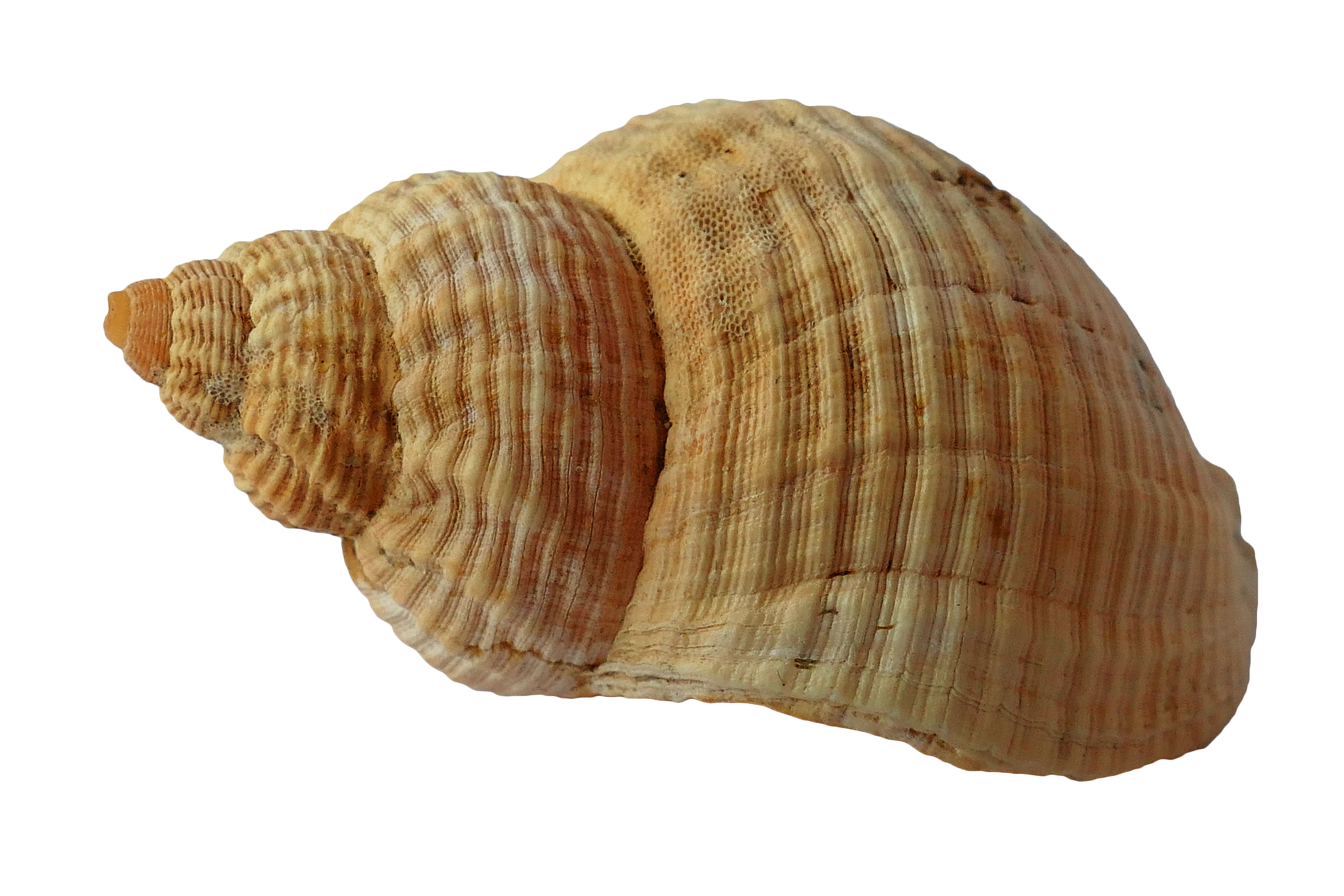 Kostenloses Foto zum Thema: leben im meer, meereslebewesen, meerestier