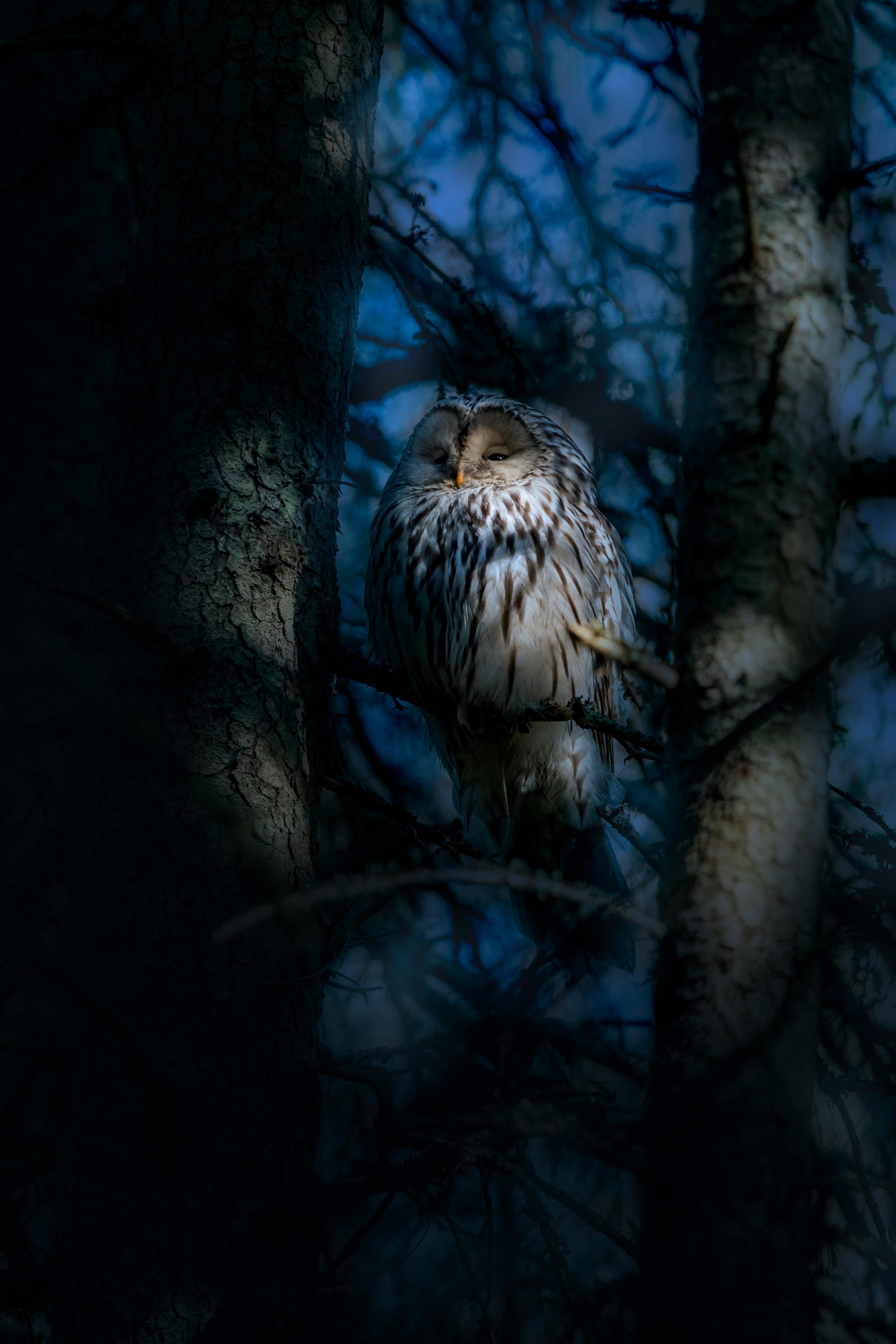 Night Owl Photos, Download The BEST Free Night Owl Stock Photos & HD Images
