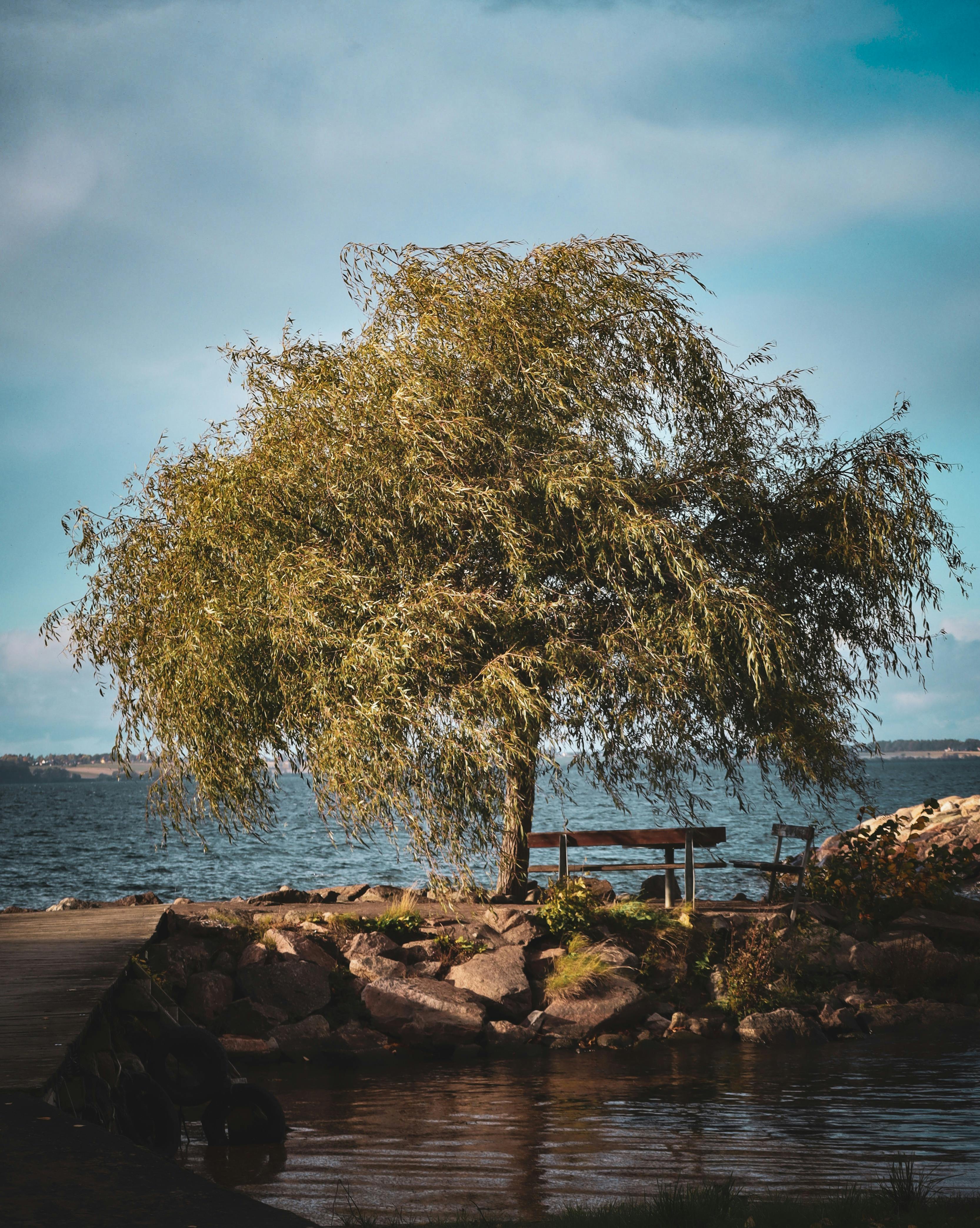 Benches under Trees in Seaside · Free Stock Photo