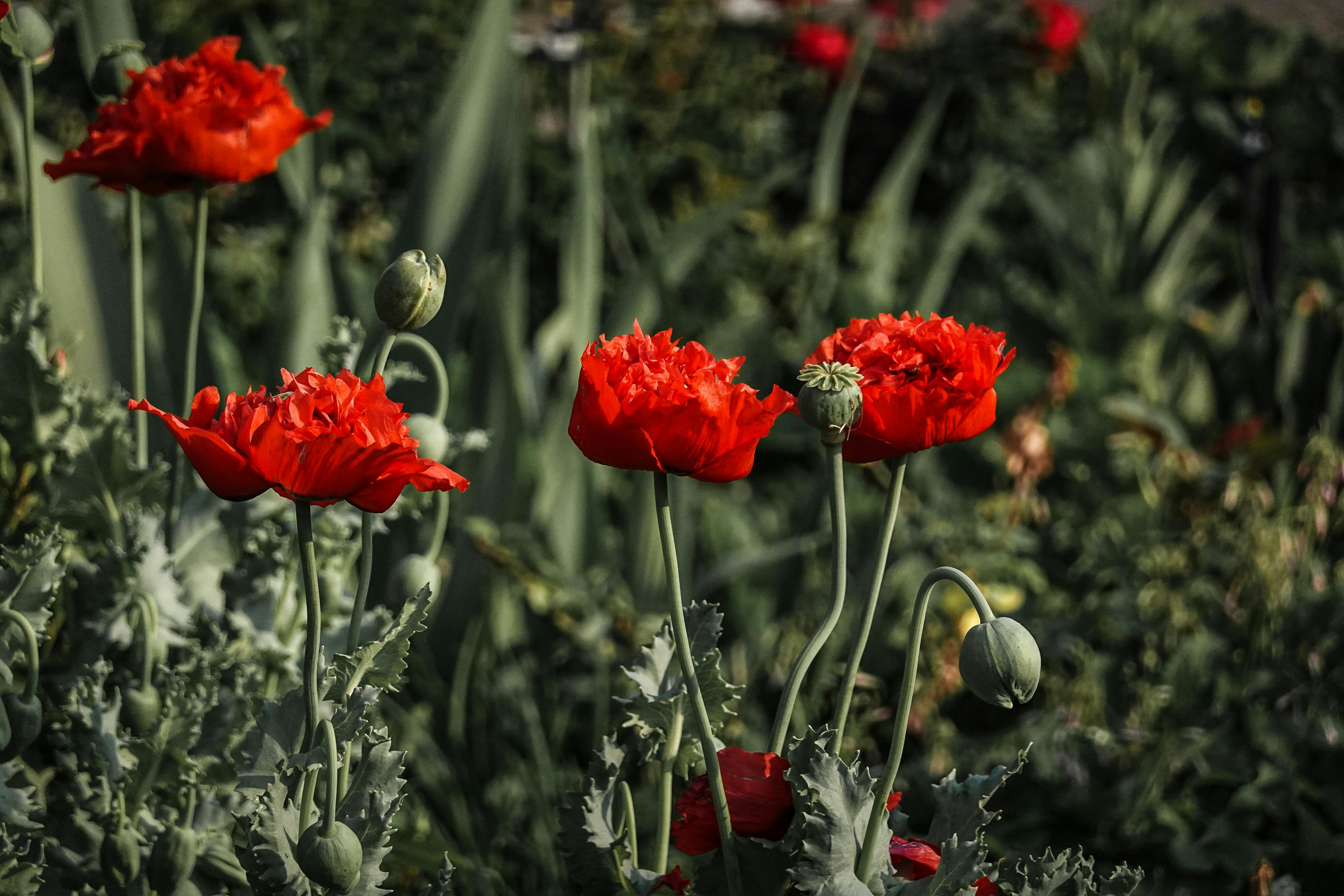 Photo of Blooming Red Poppies · Free Stock Photo