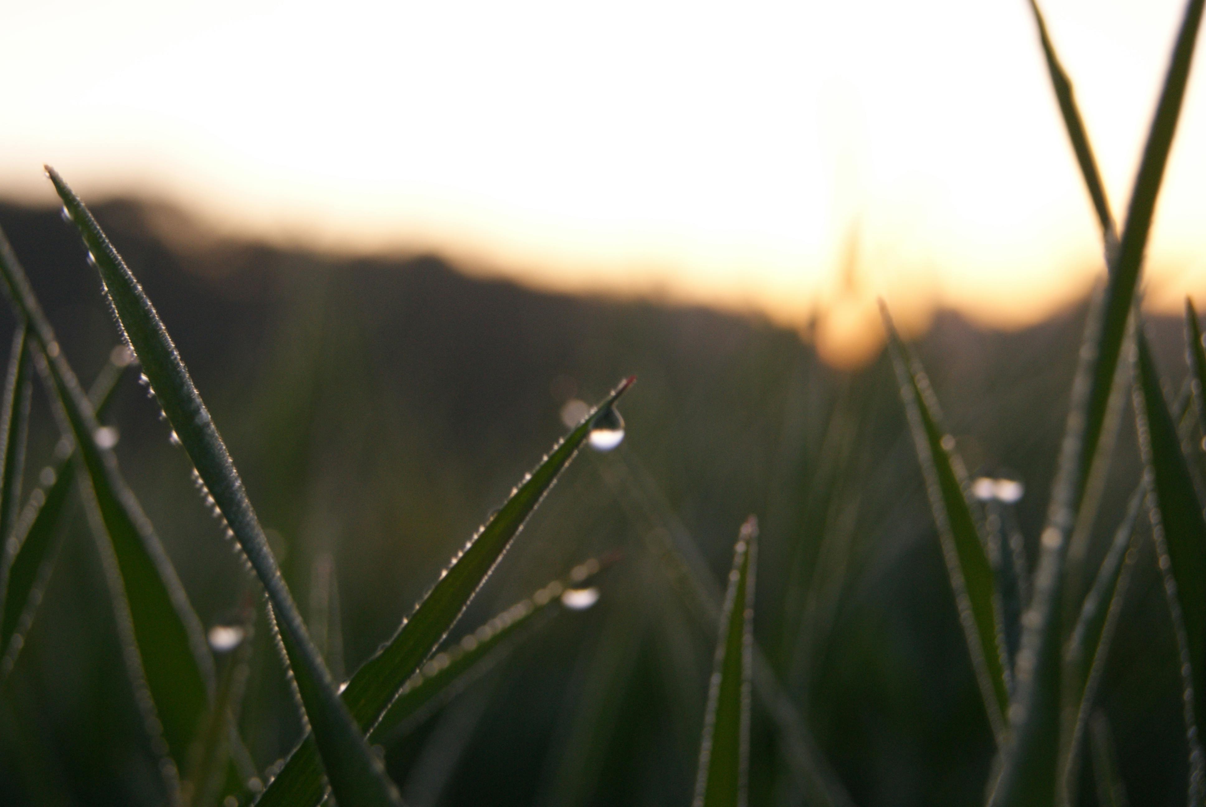 Free stock photo of dew, dewdrops, grass