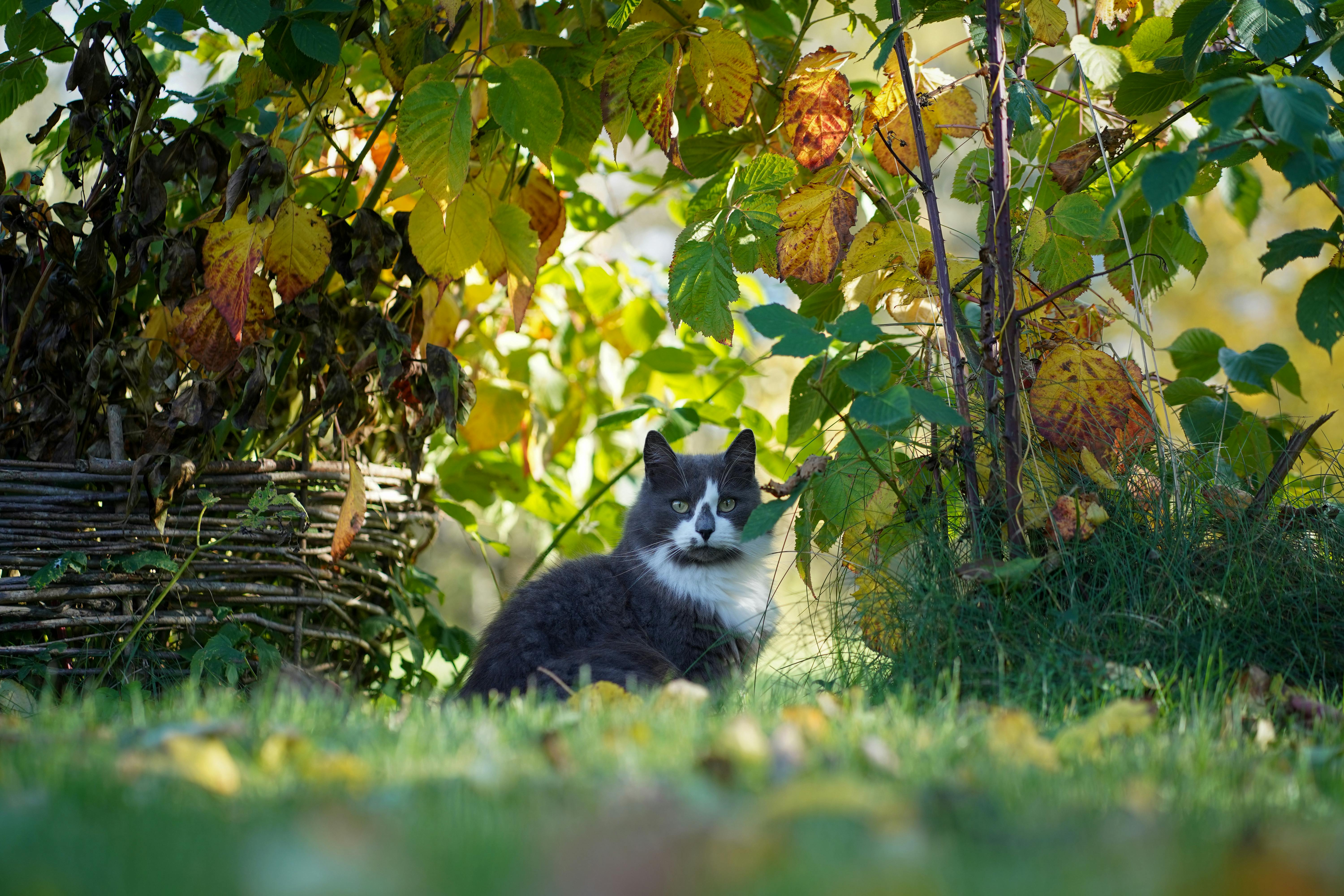 Bicolor Cat Sitting on the Grass · Free Stock Photo