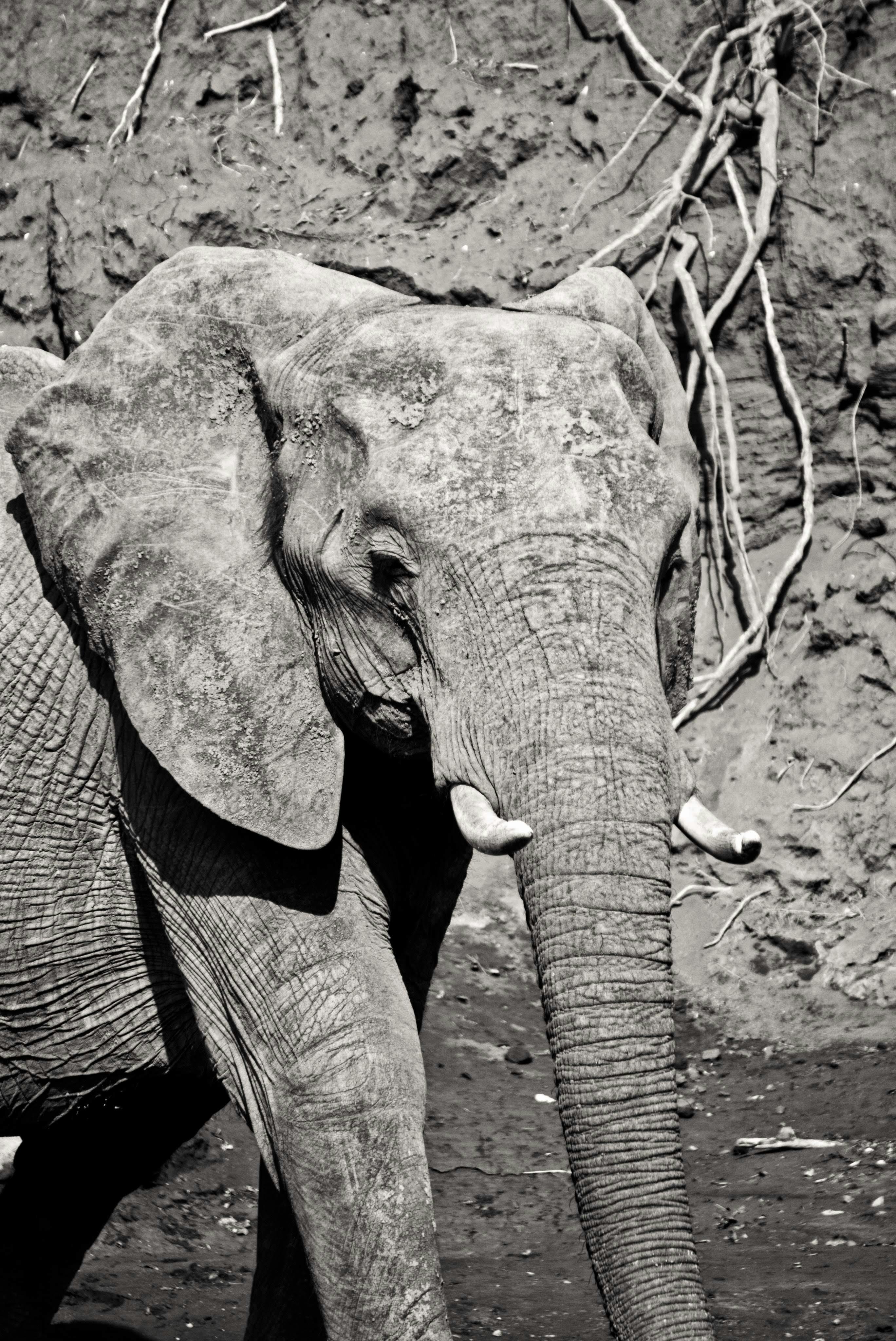 Grayscale Photography of Elephants · Free Stock Photo