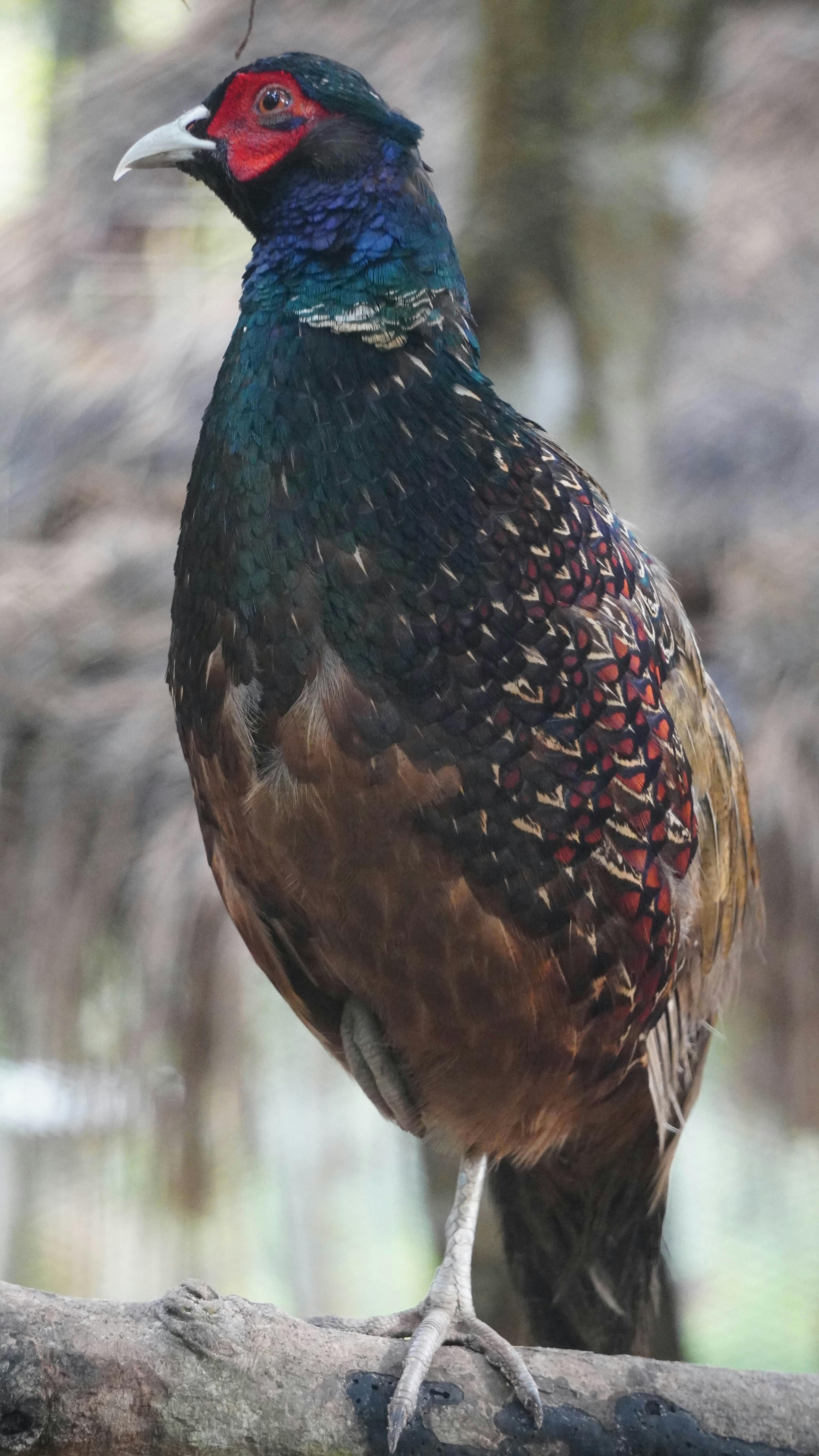 Close-Up Shot of a Bobwhite Quail Bird · Free Stock Photo