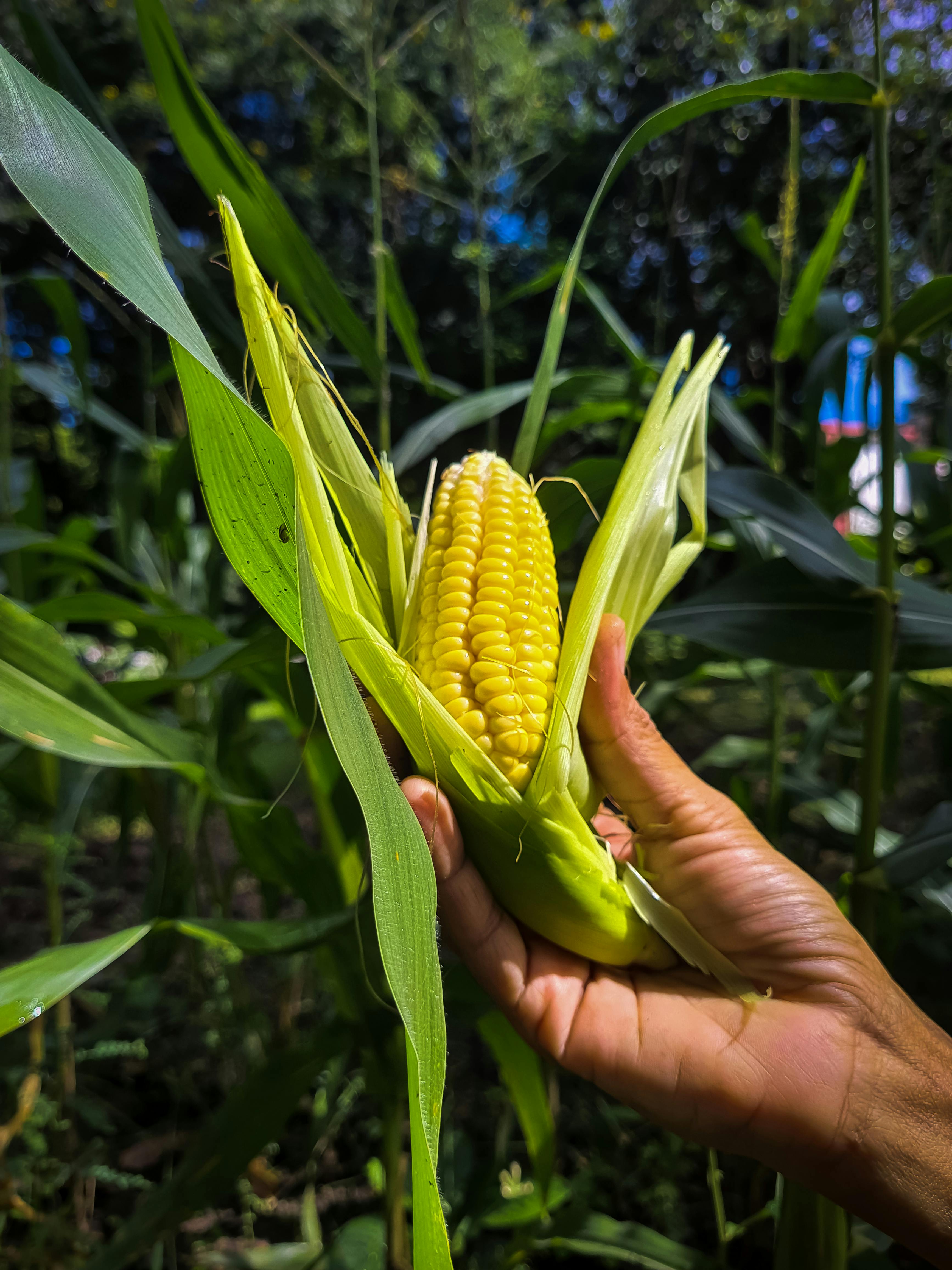 Nisha Official - Fotografía