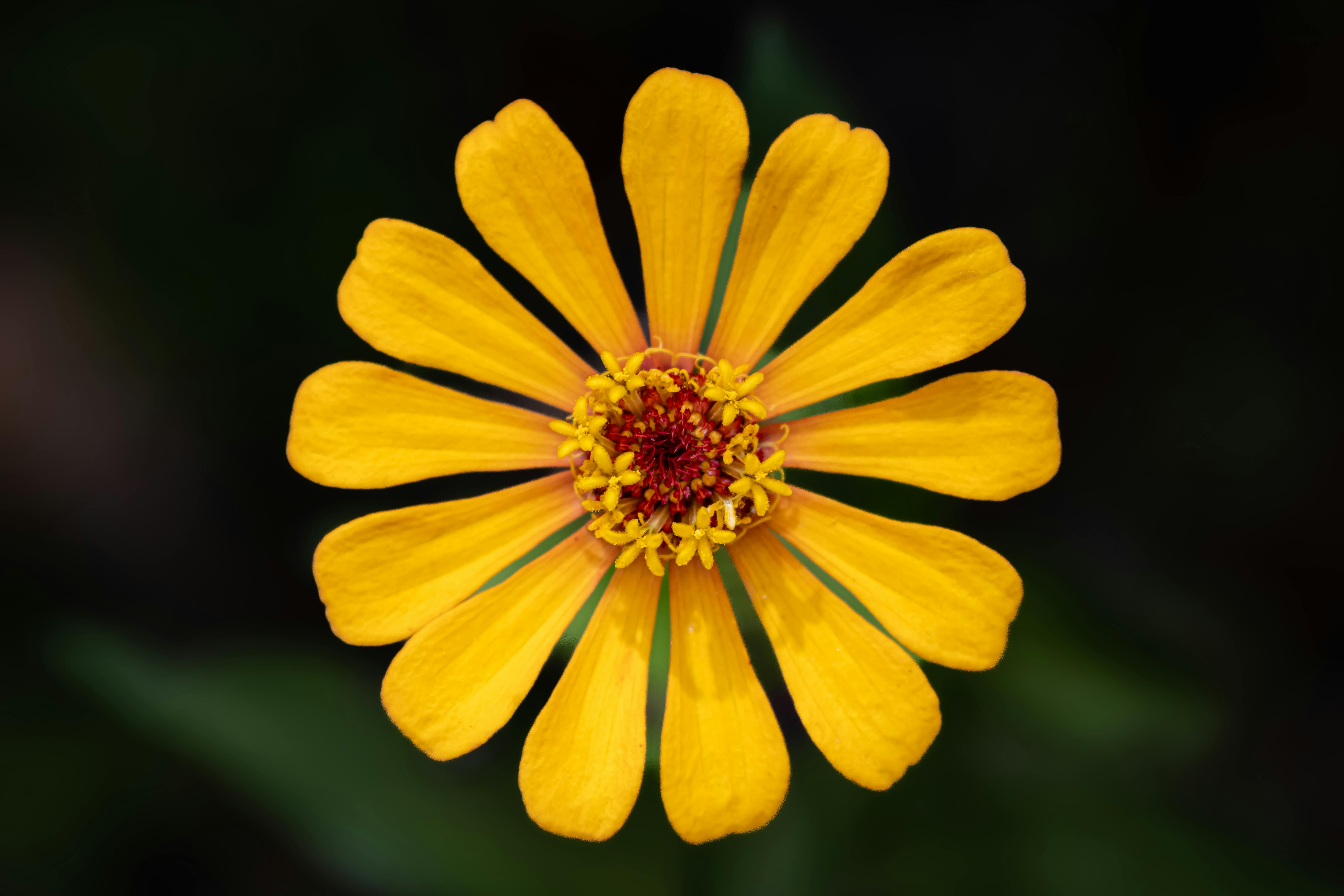 Haver Plant Photos, Download The BEST Free Haver Plant Stock Photos ...