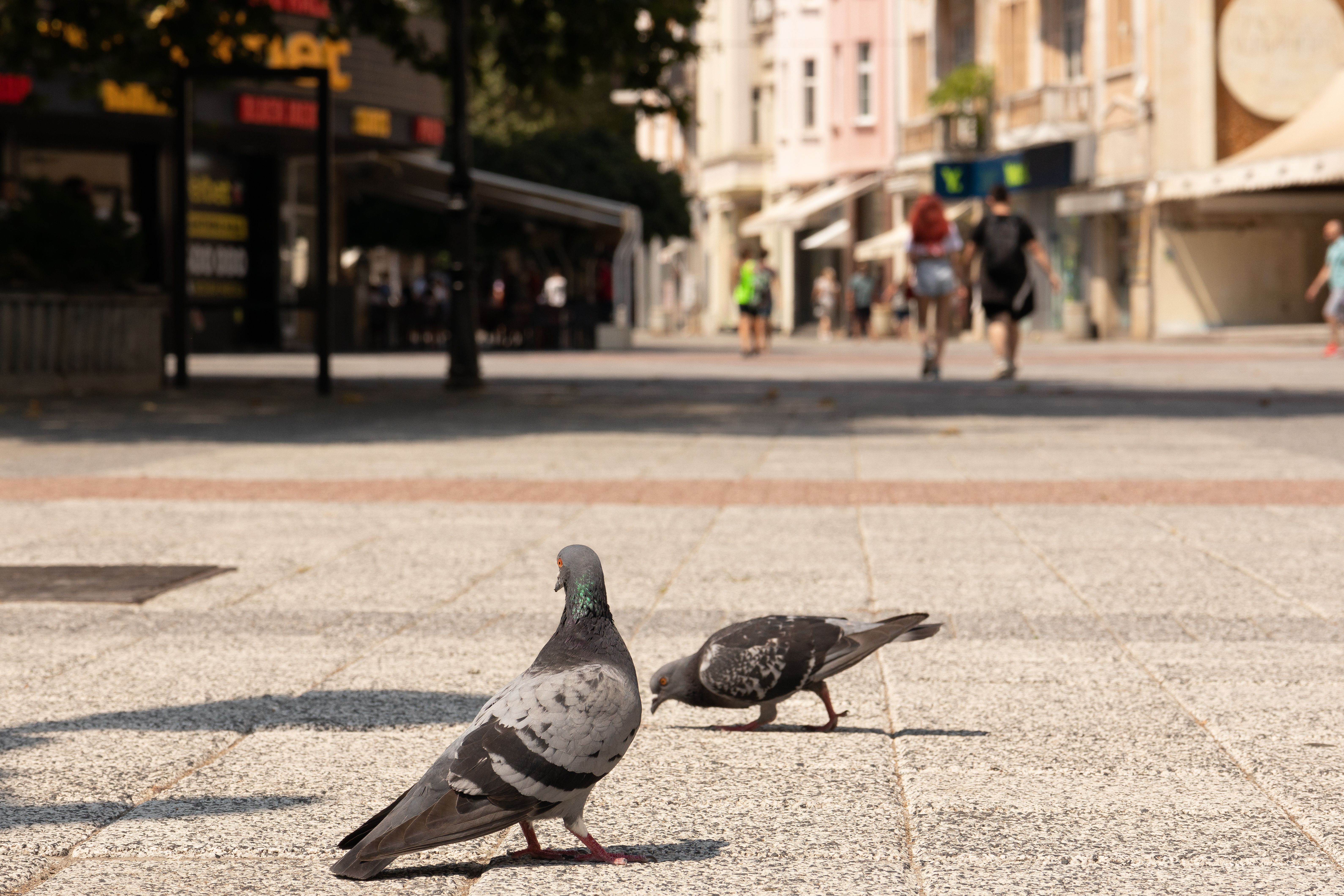 Pigeons Walking around Plaza in City · Free Stock Photo