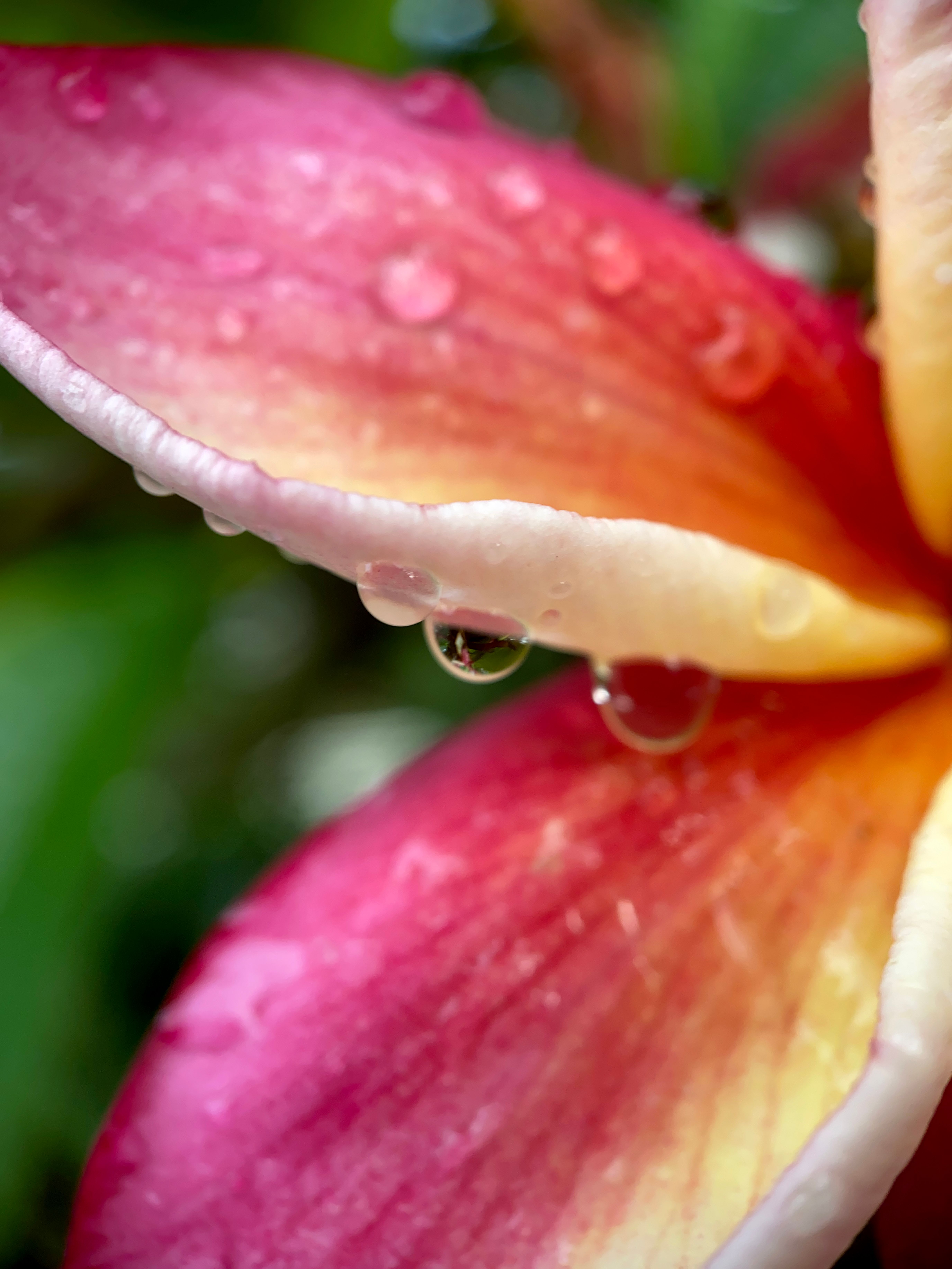 Plumeria 39 Photos & Videos Collected by Alexa Heinrich