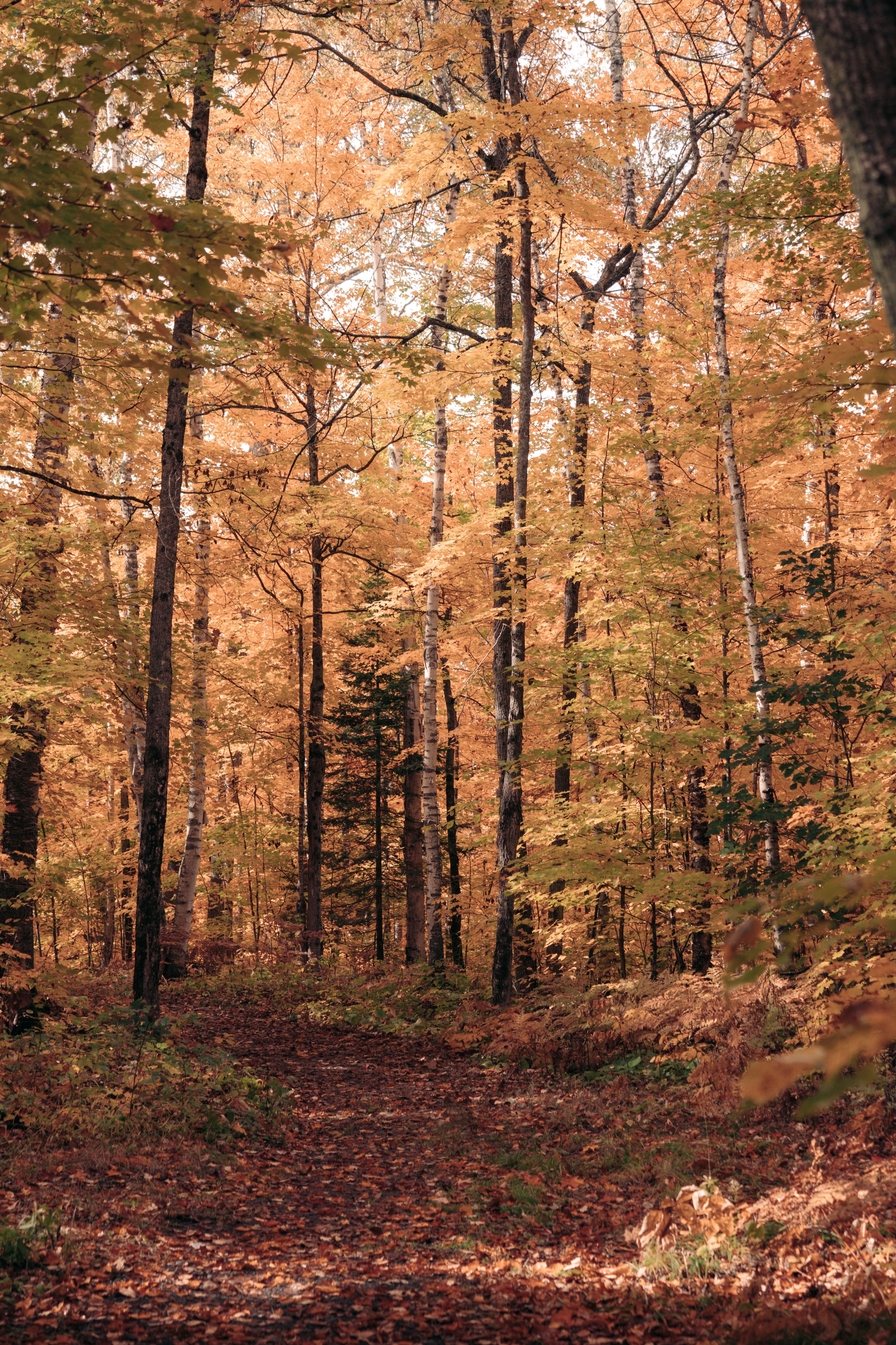 Photo of Trees in the Woods · Free Stock Photo