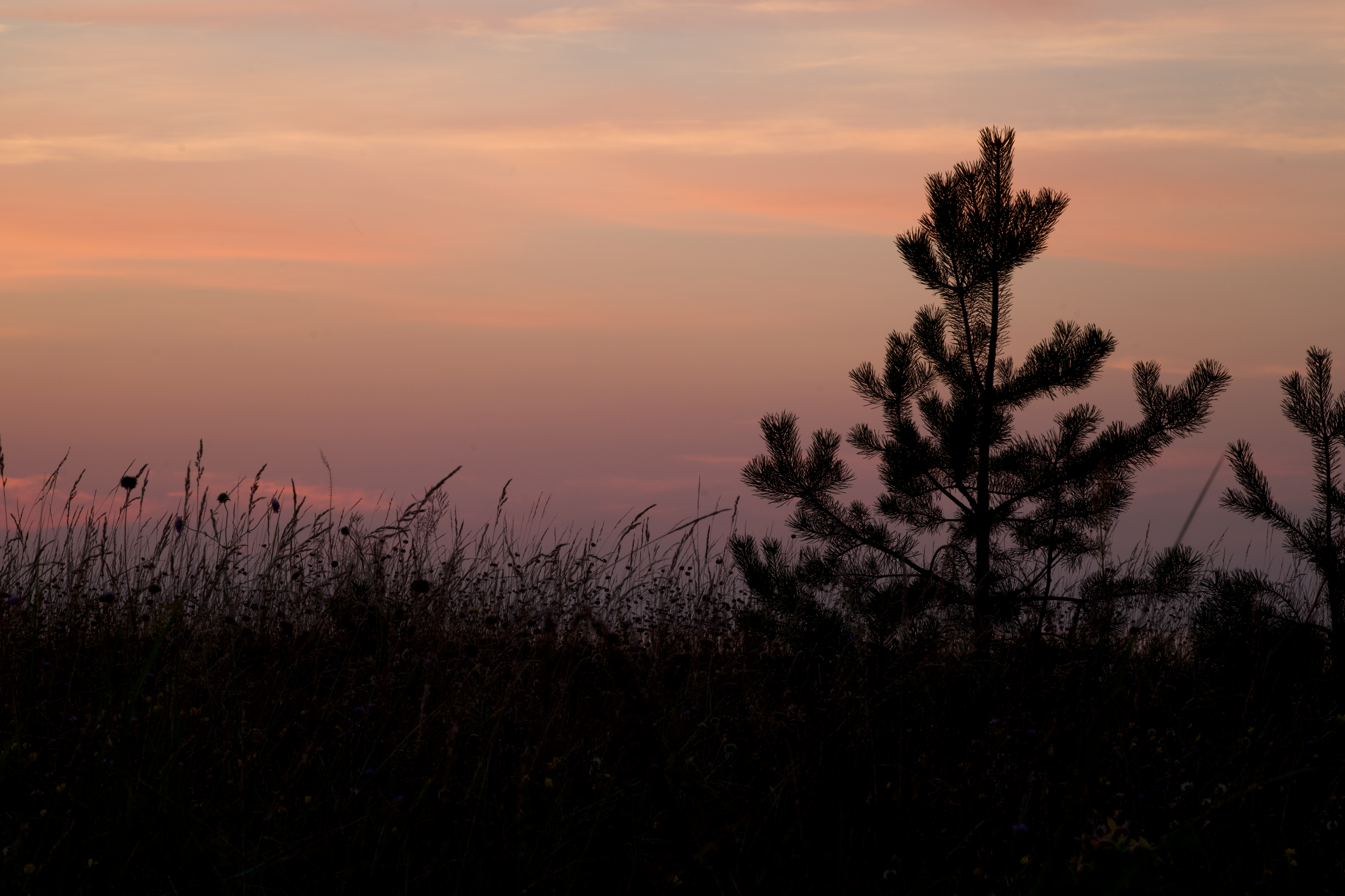 Evening Sky and a Tree · Free Stock Photo