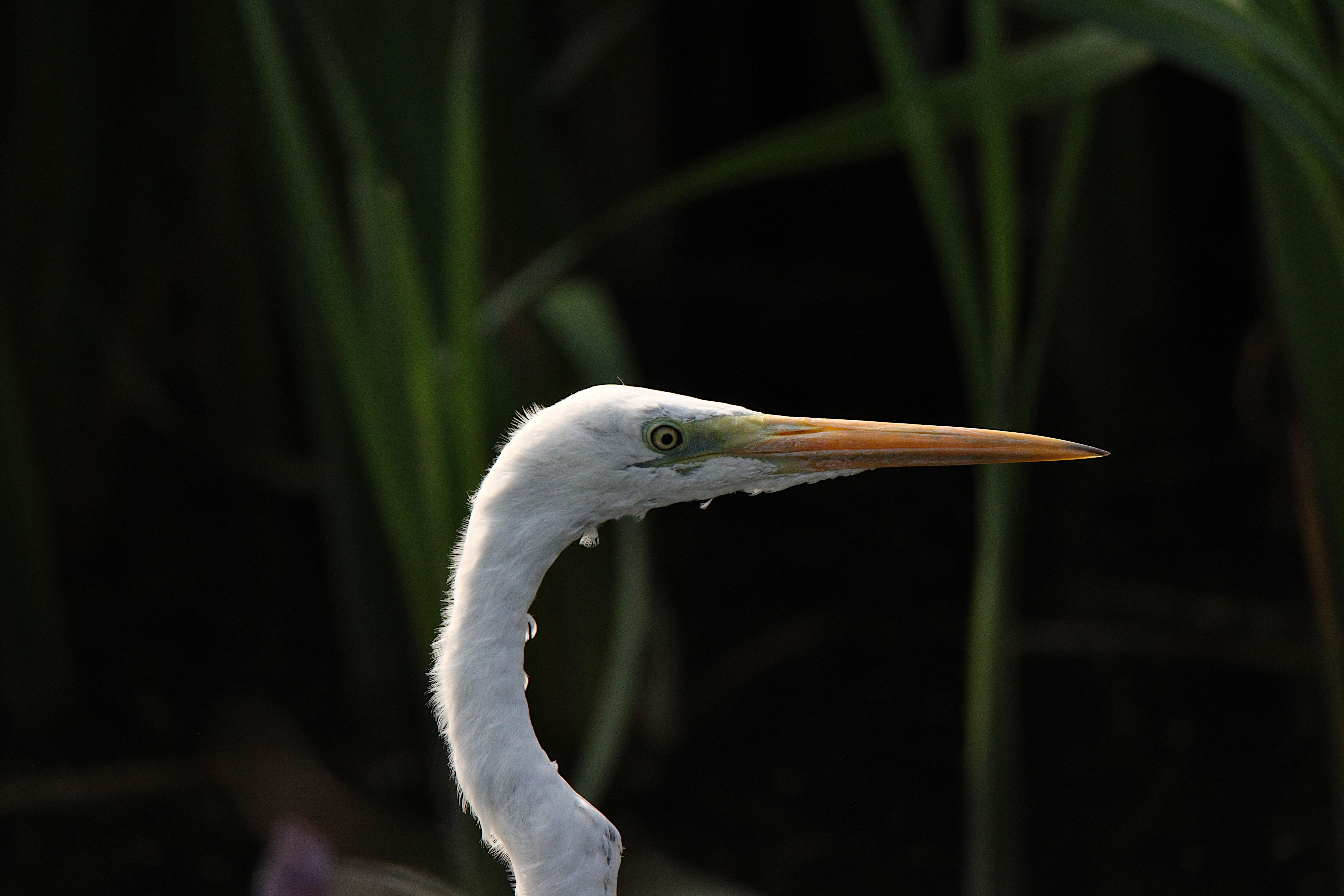Portrait of Egret Bird · Free Stock Photo