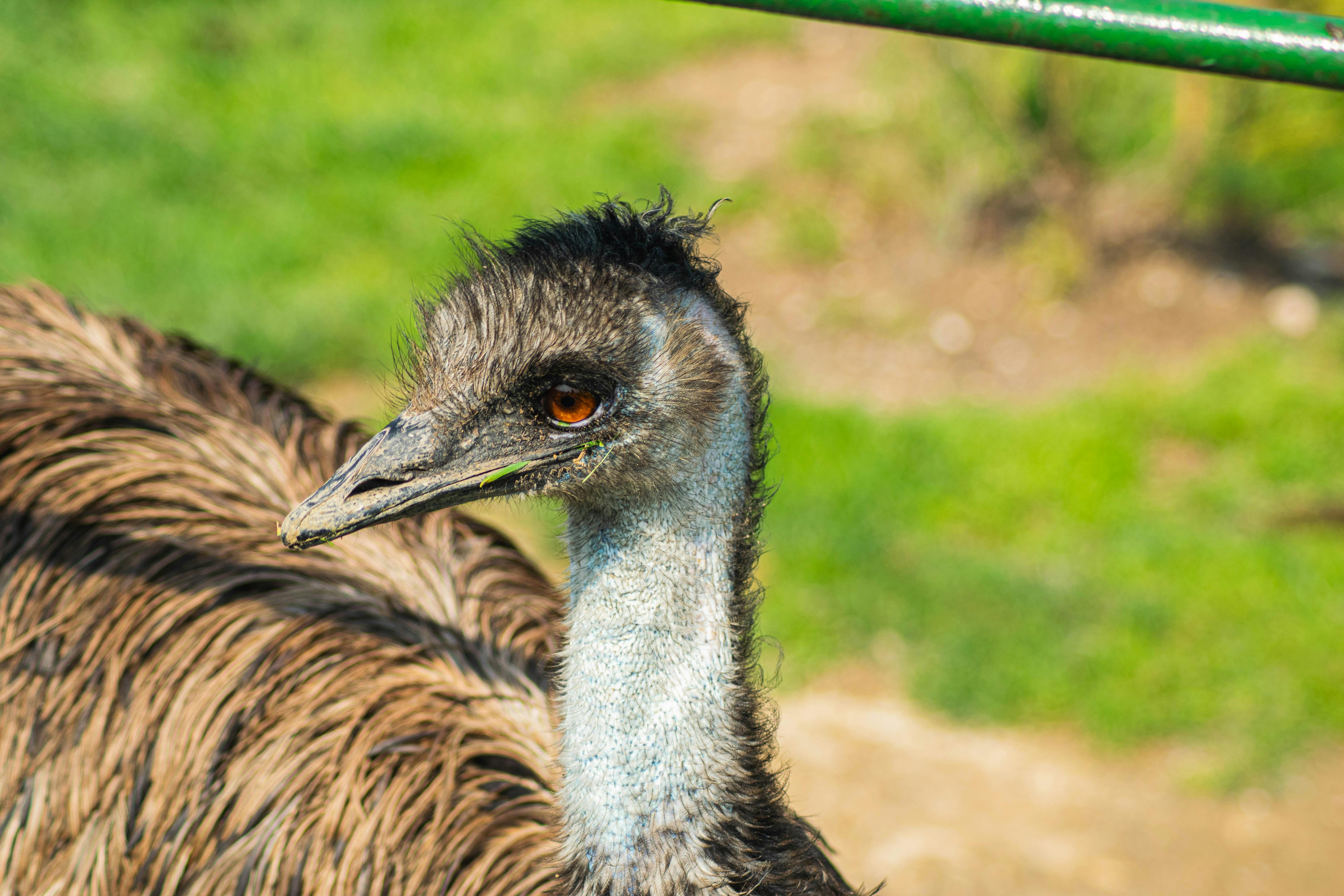 Close-Up Photo of an Emu Animal · Free Stock Photo