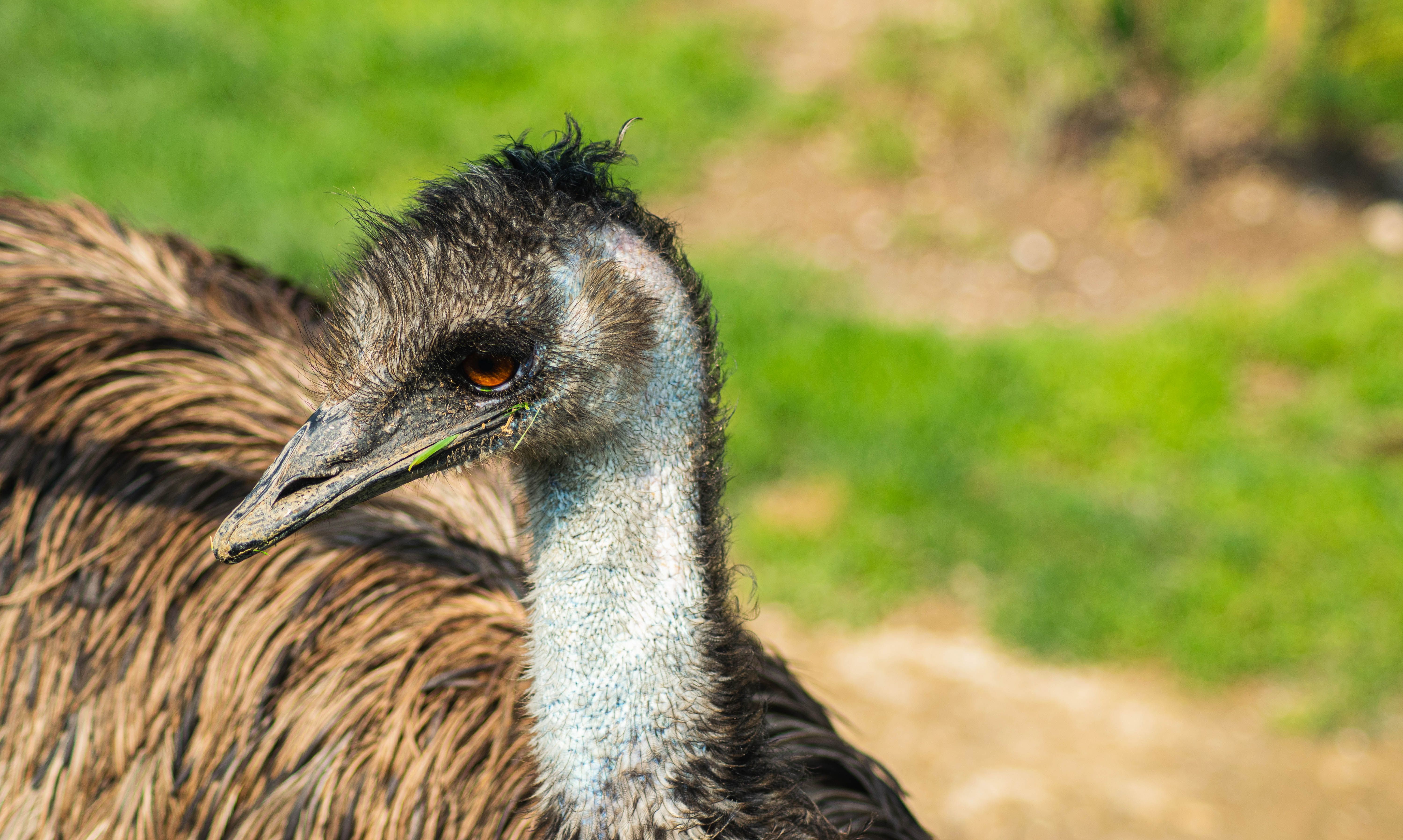 Close-up of a Head of an Emu · Free Stock Photo