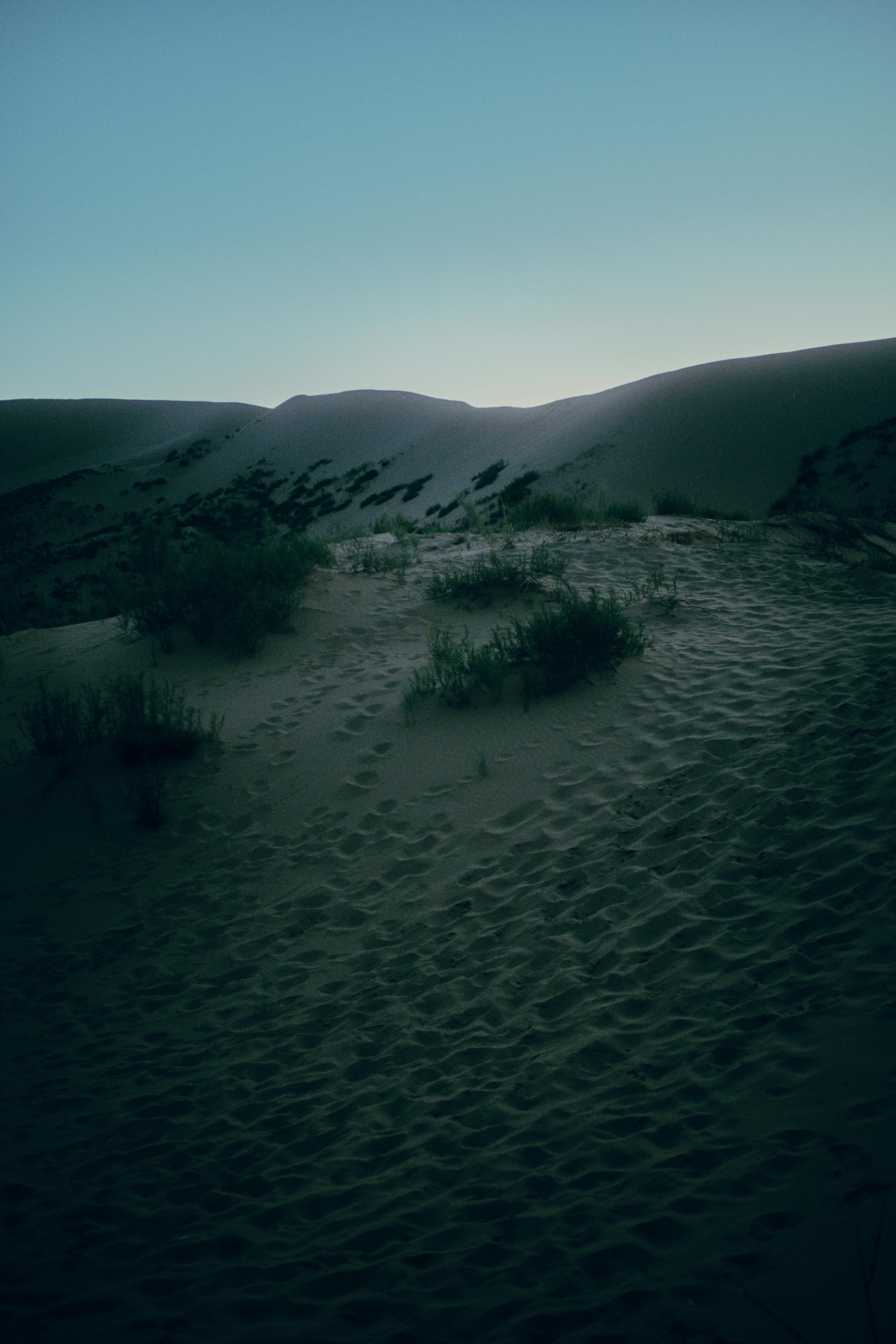 Shrub Coppice Dune Photos, Download The BEST Free Shrub Coppice Dune ...