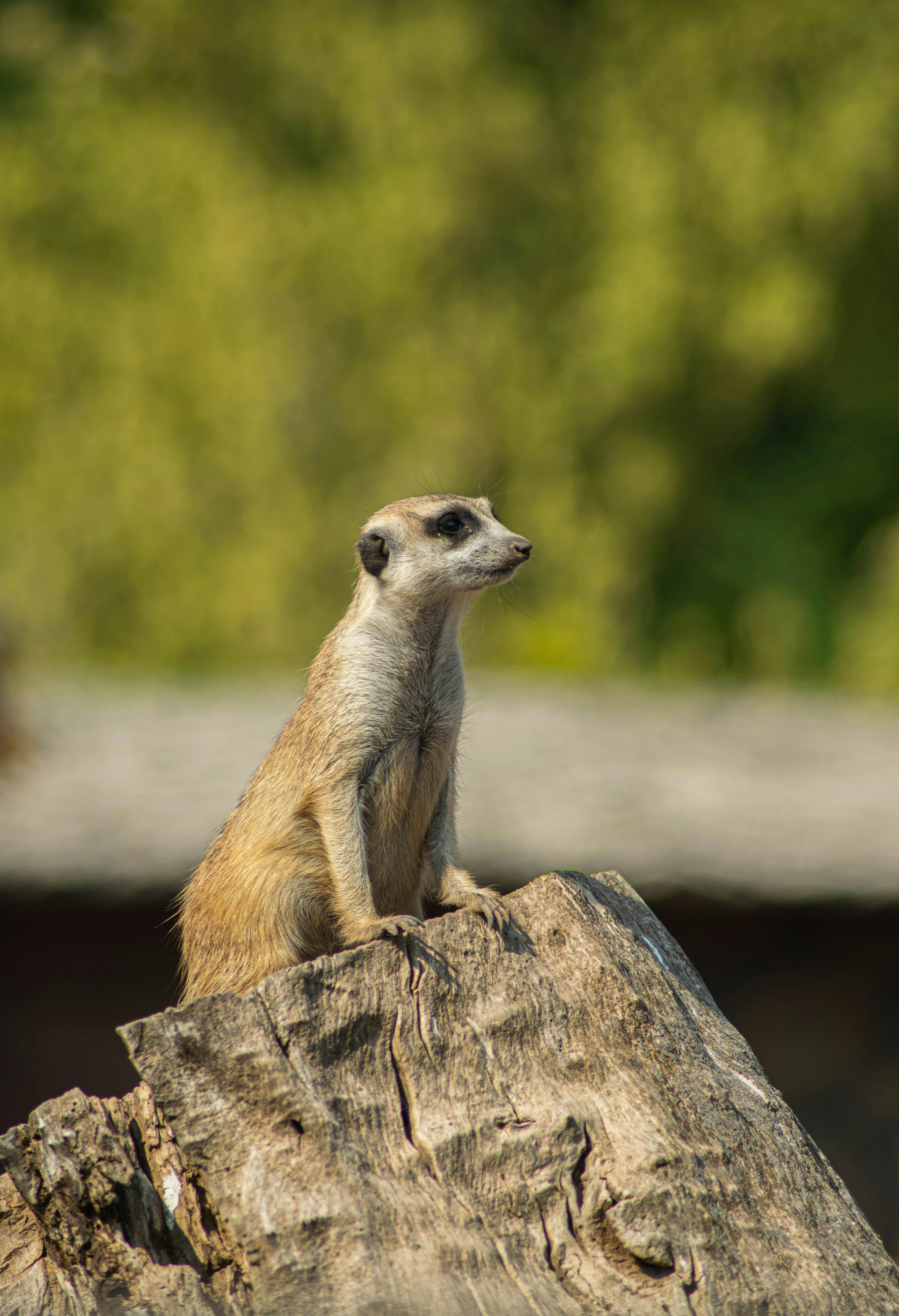 A Cute Meerkat on Tree Stump · Free Stock Photo