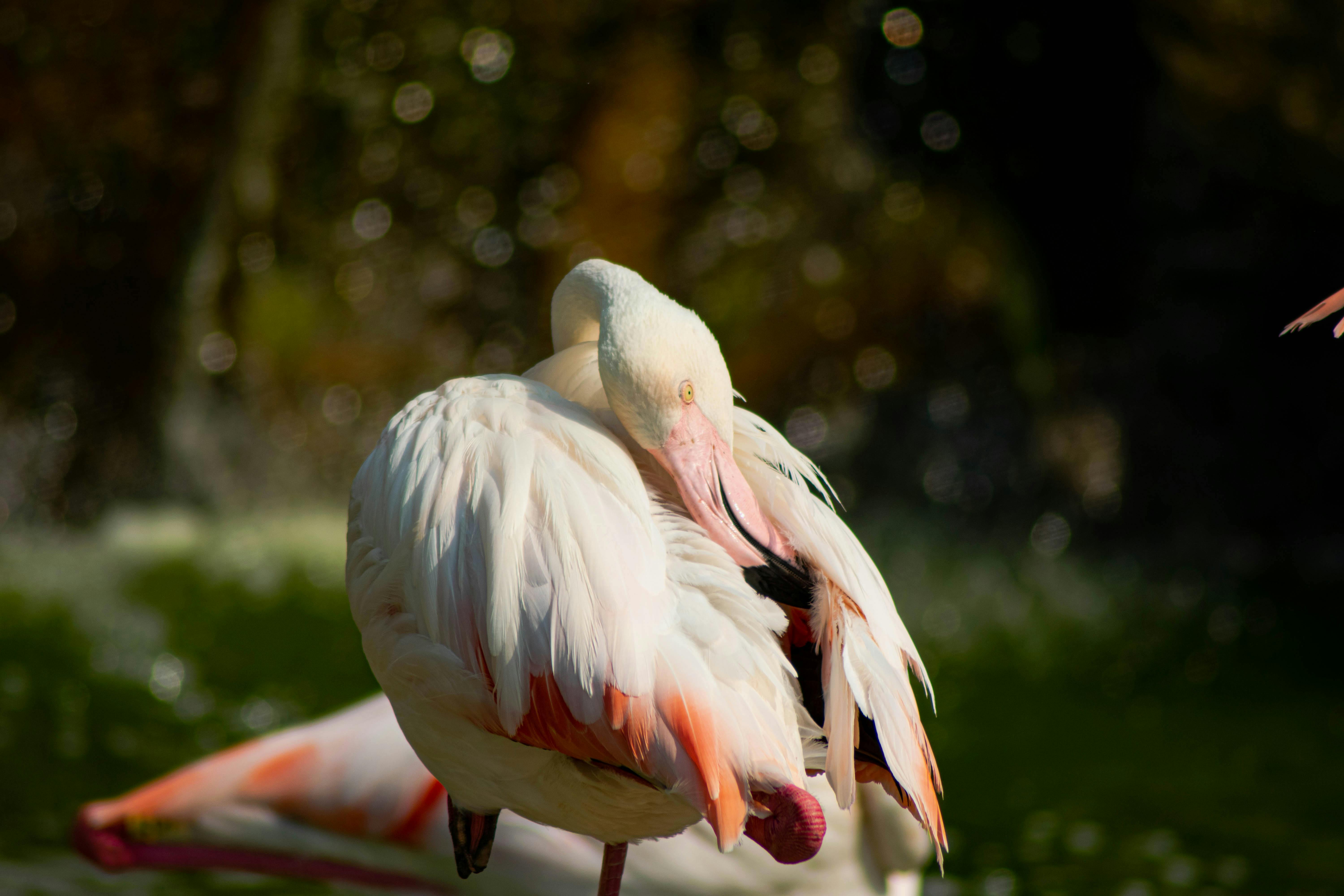 White Long Neck Bird · Free Stock Photo