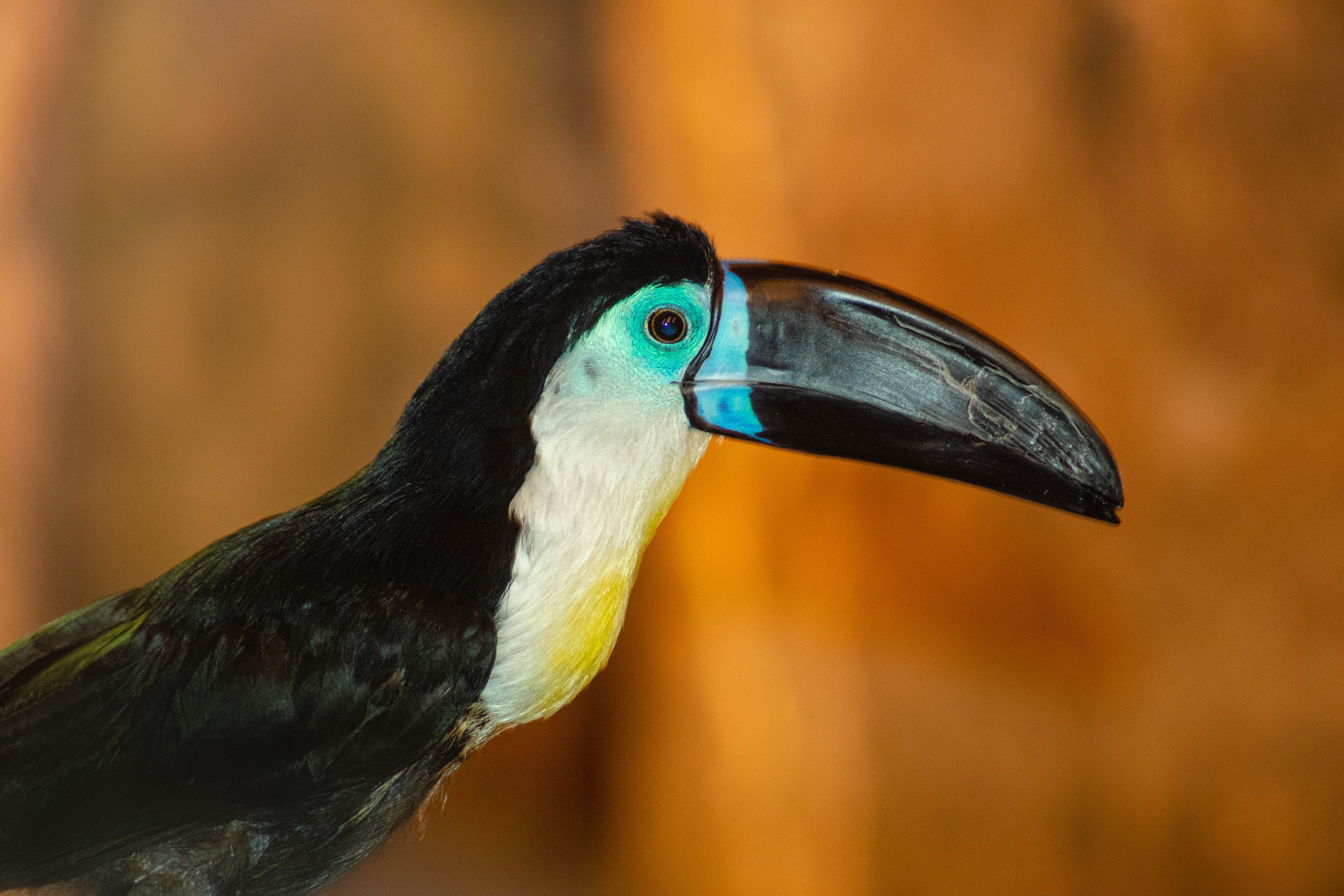 White-throated Toucan In Close-Up Photo · Free Stock Photo