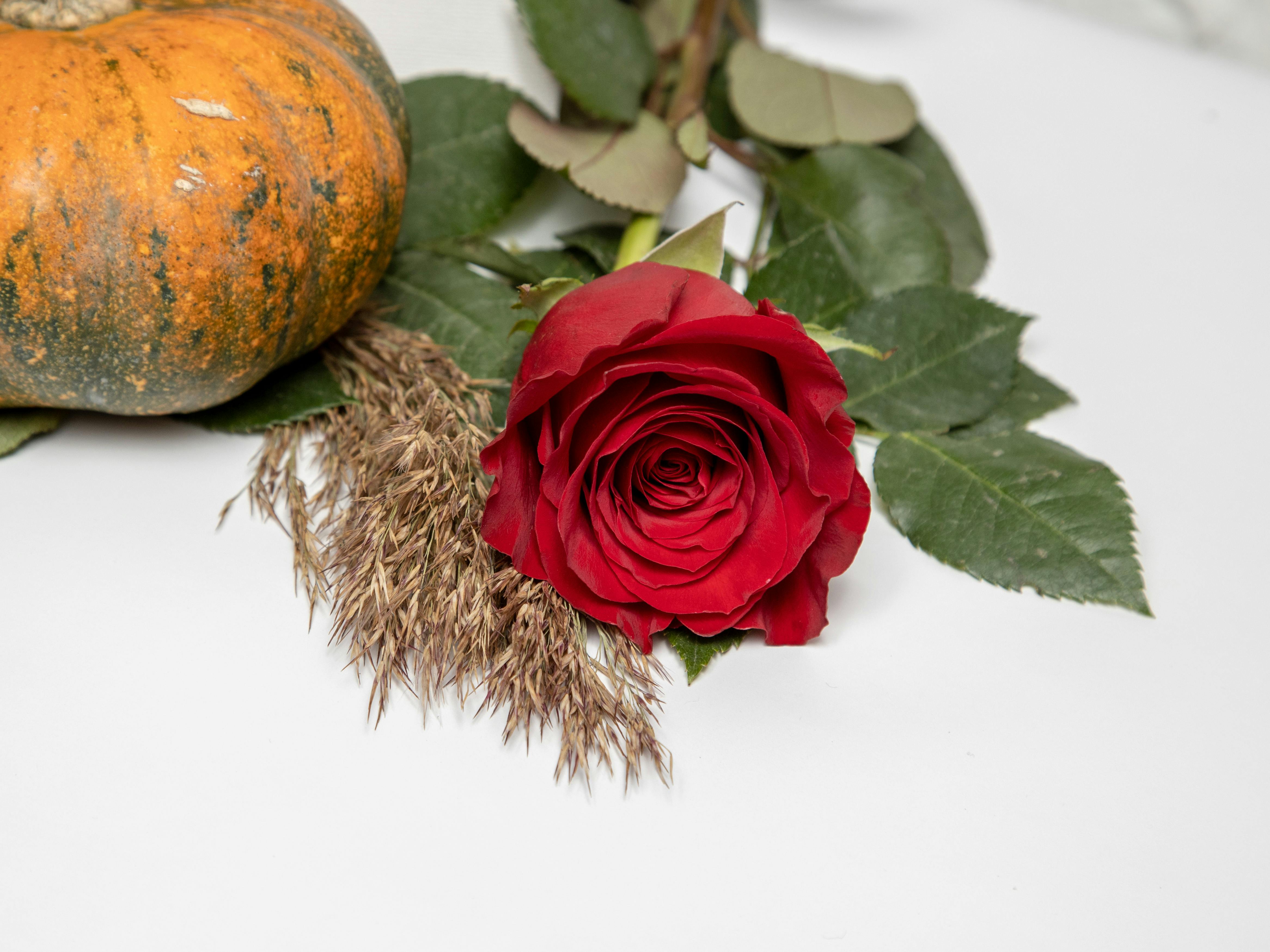 Red Rose Beside a Squash · Free Stock Photo