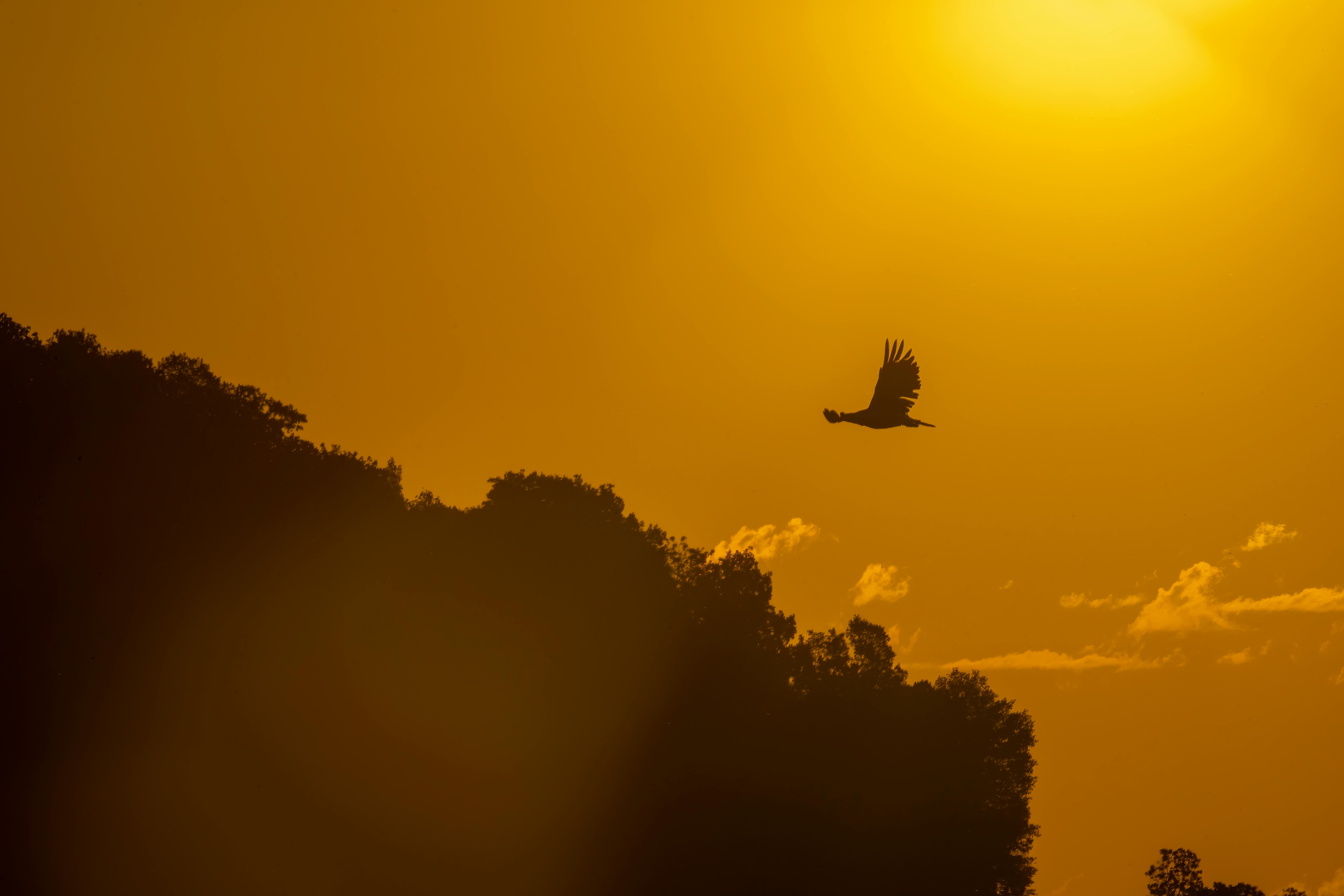 Photo of Bird flying Over the Tress during Golden Hour · Free Stock Photo