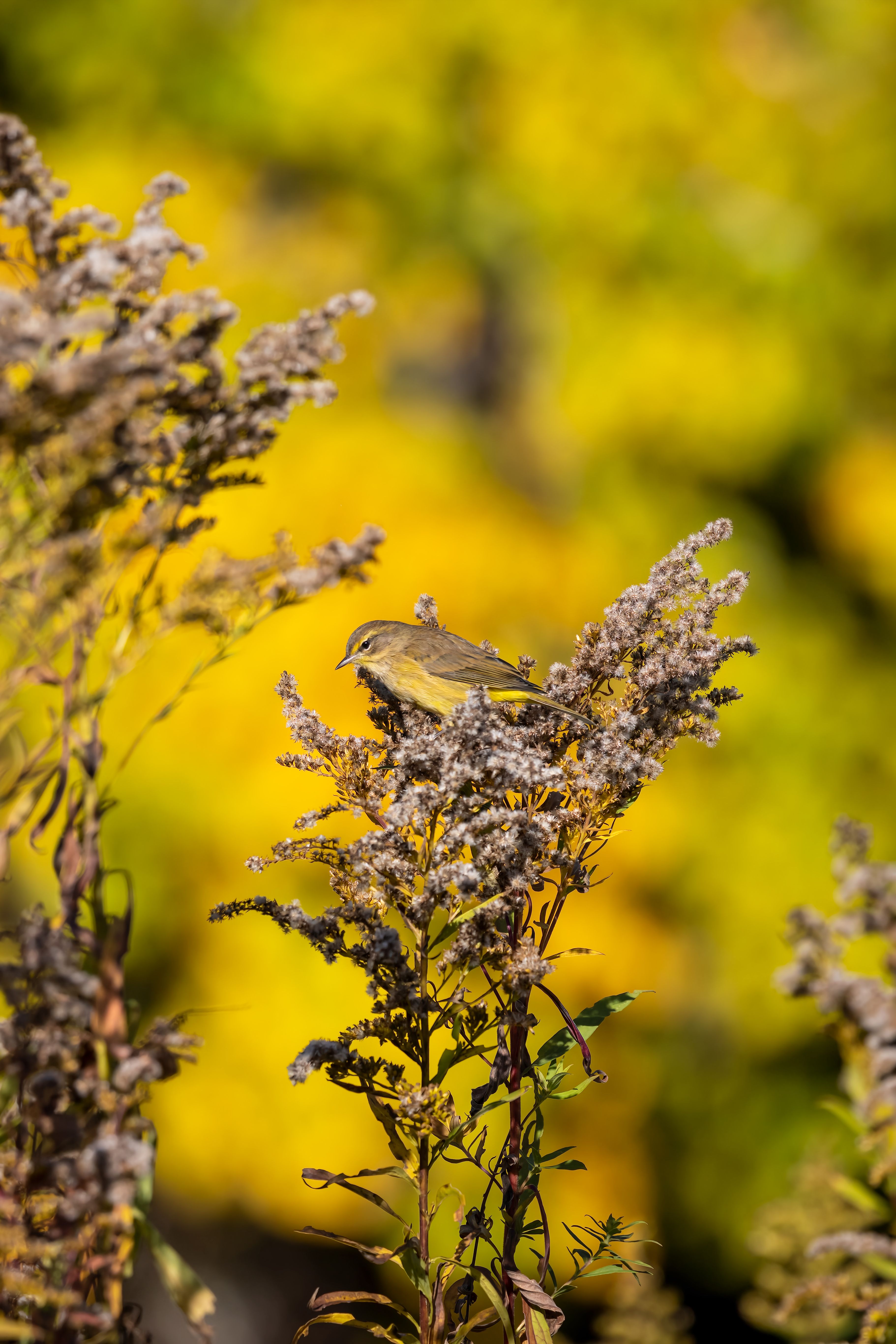 Saba Suka Bird Photos, Download Free Saba Suka Bird Stock Photos & HD ...