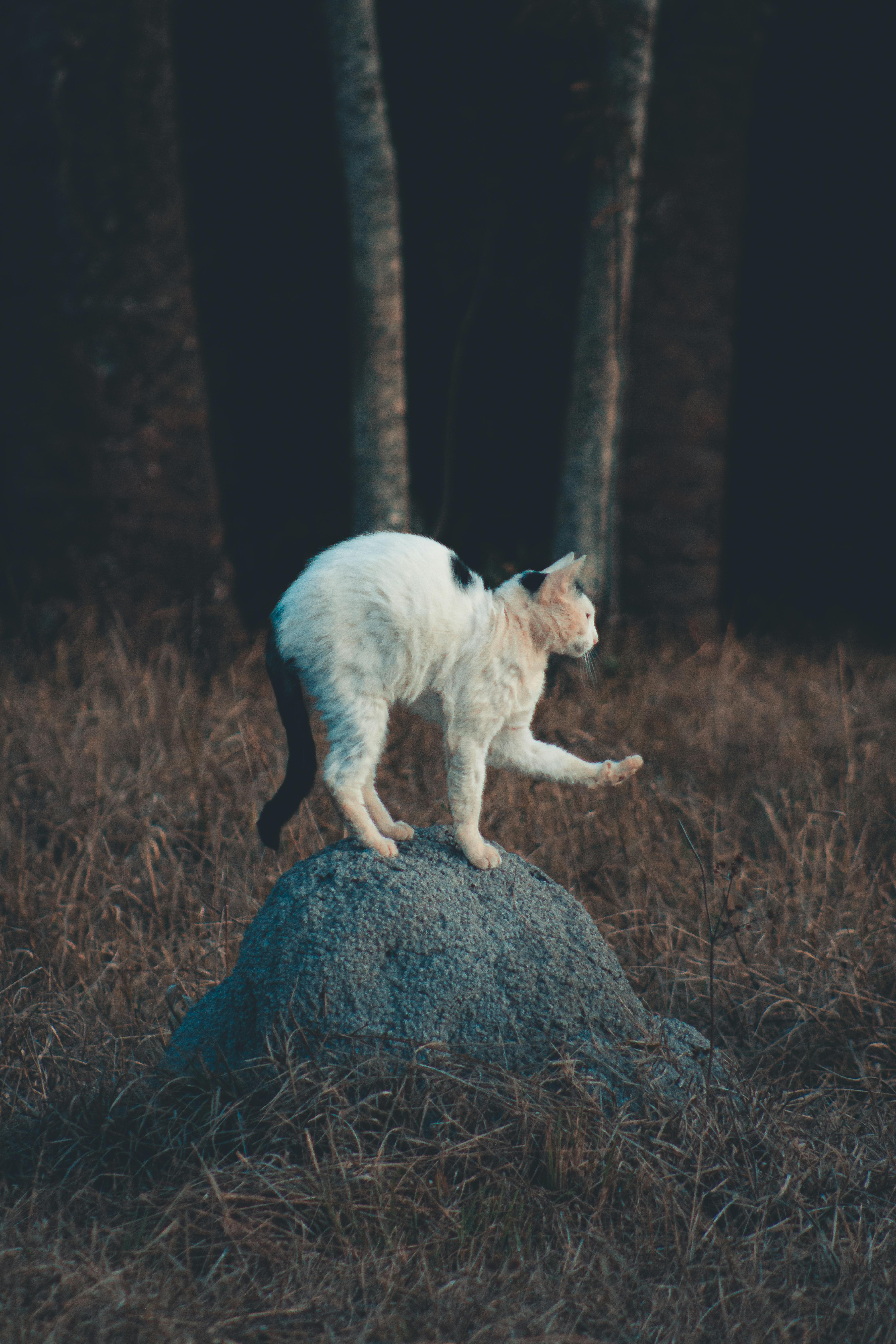 A Cat on a Rock · Free Stock Photo