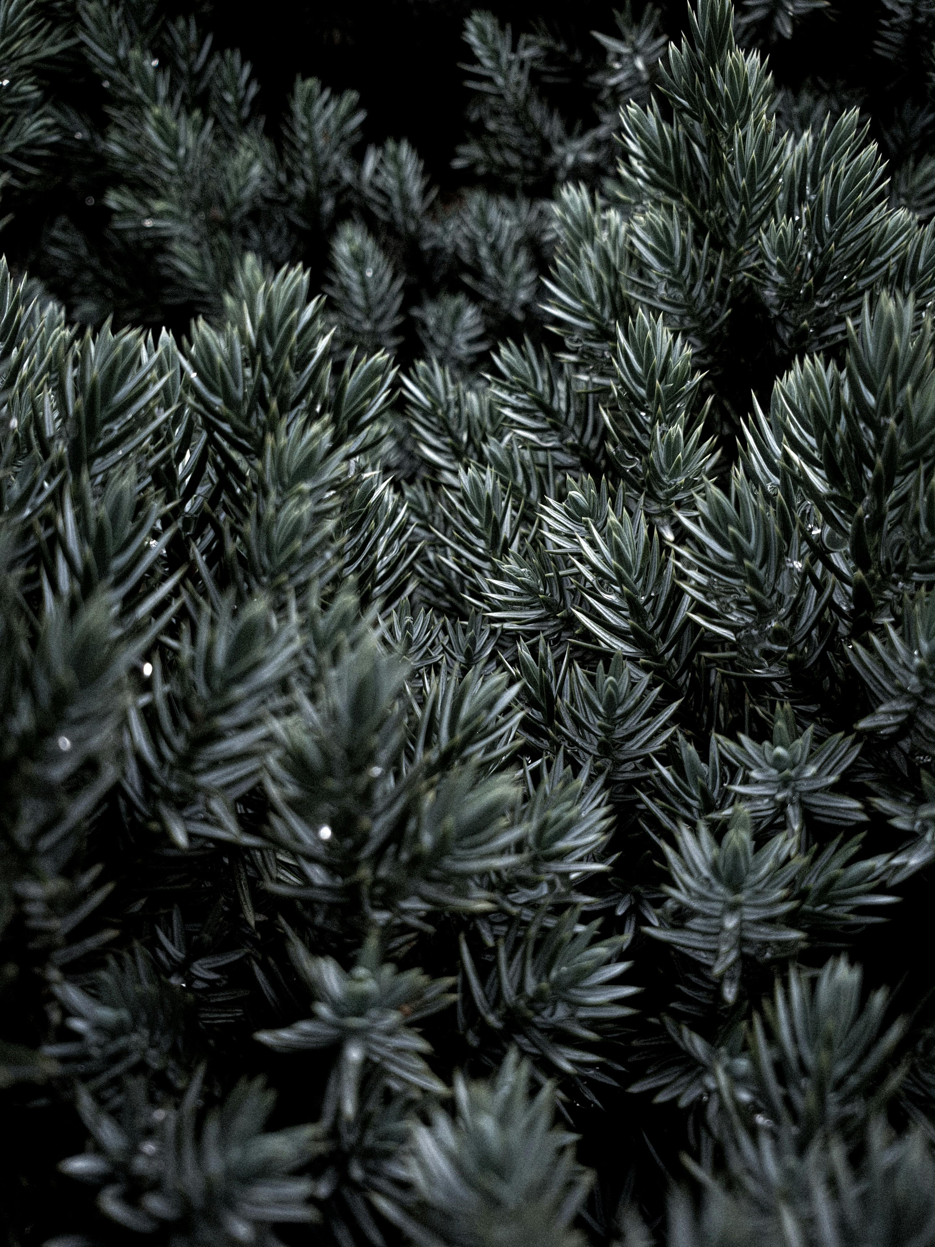 Green Pine Tree Leaves · Free Stock Photo