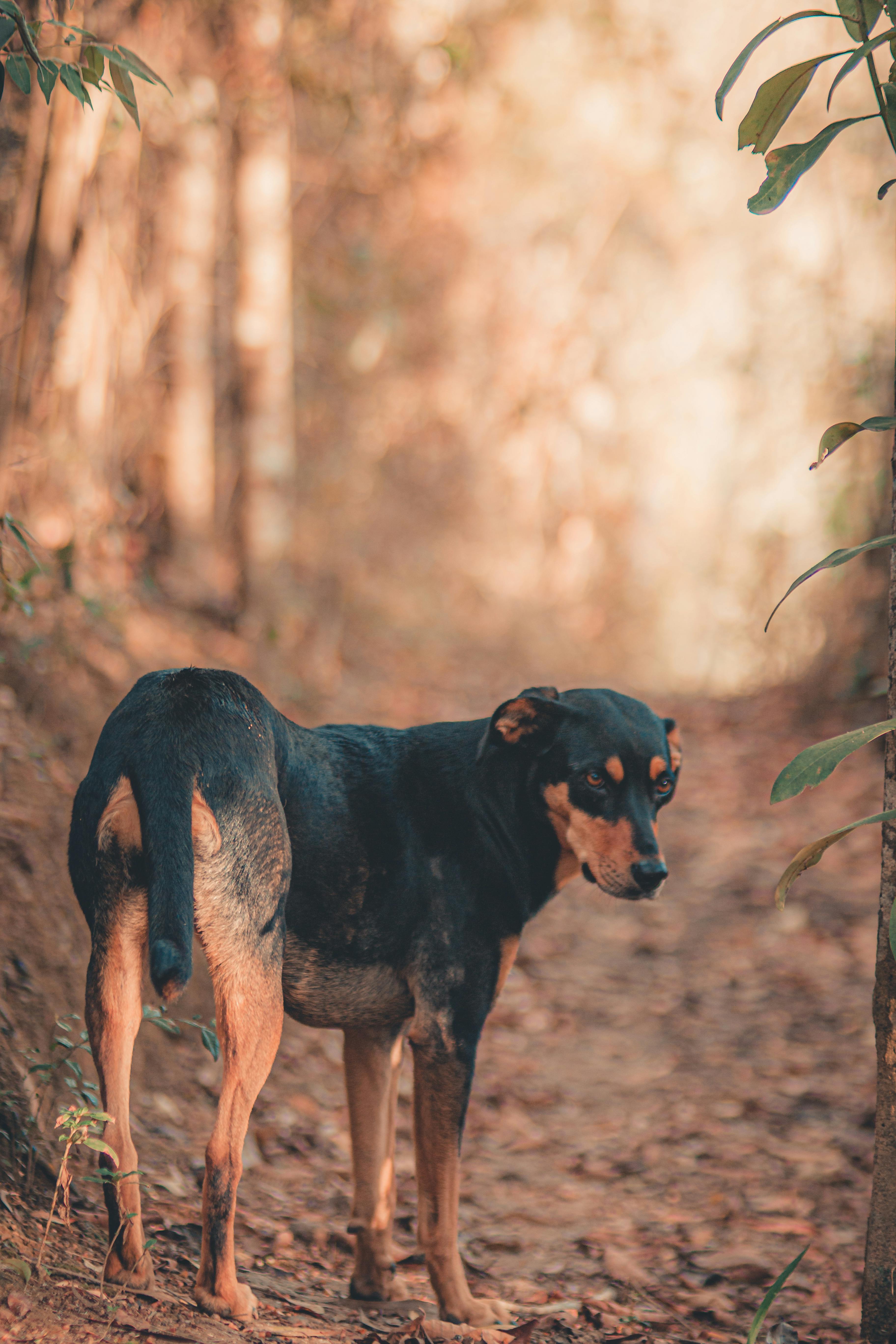 Dog Standing on a Footpath in a Forest · Free Stock Photo