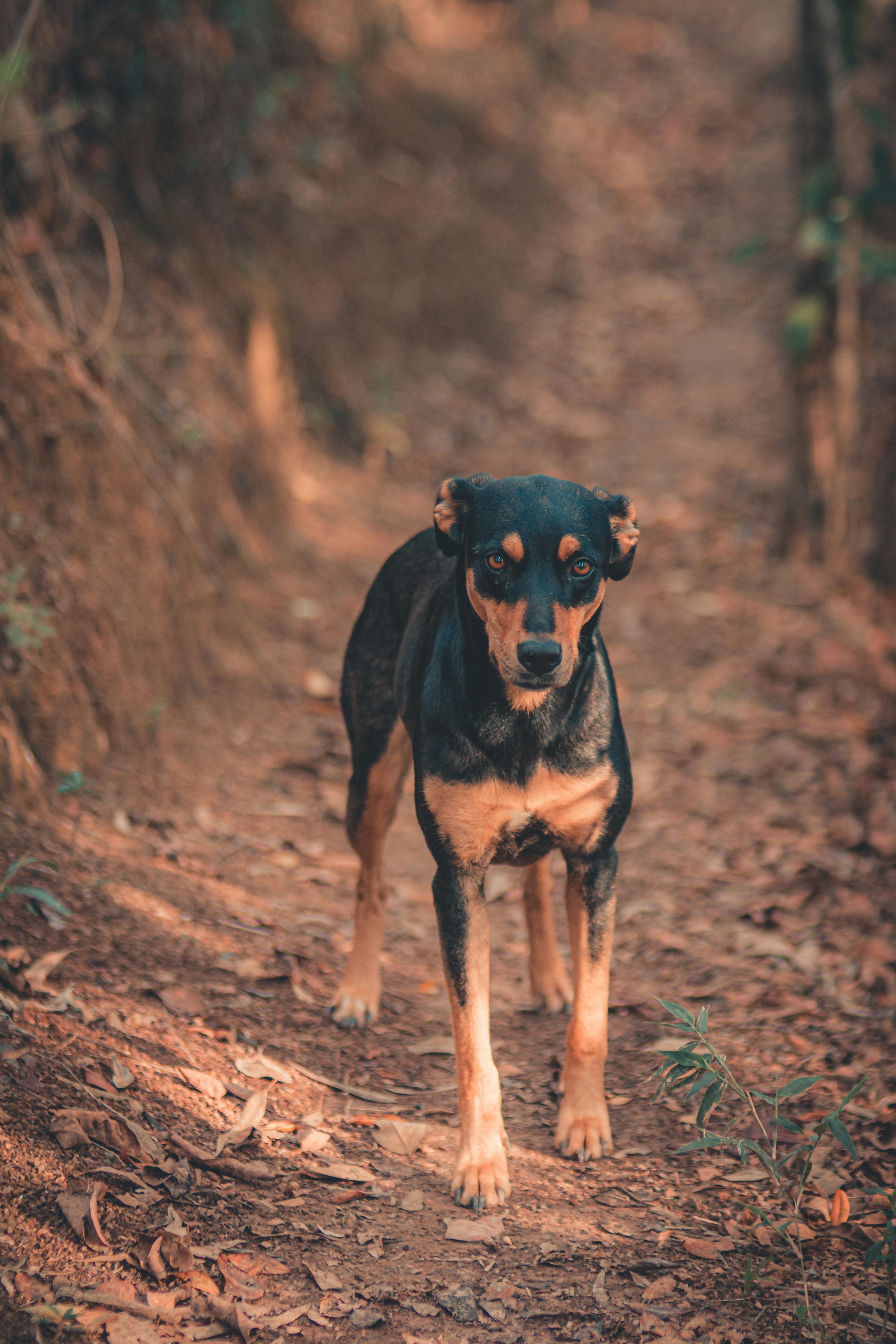 Dog on a Path in Forest · Free Stock Photo