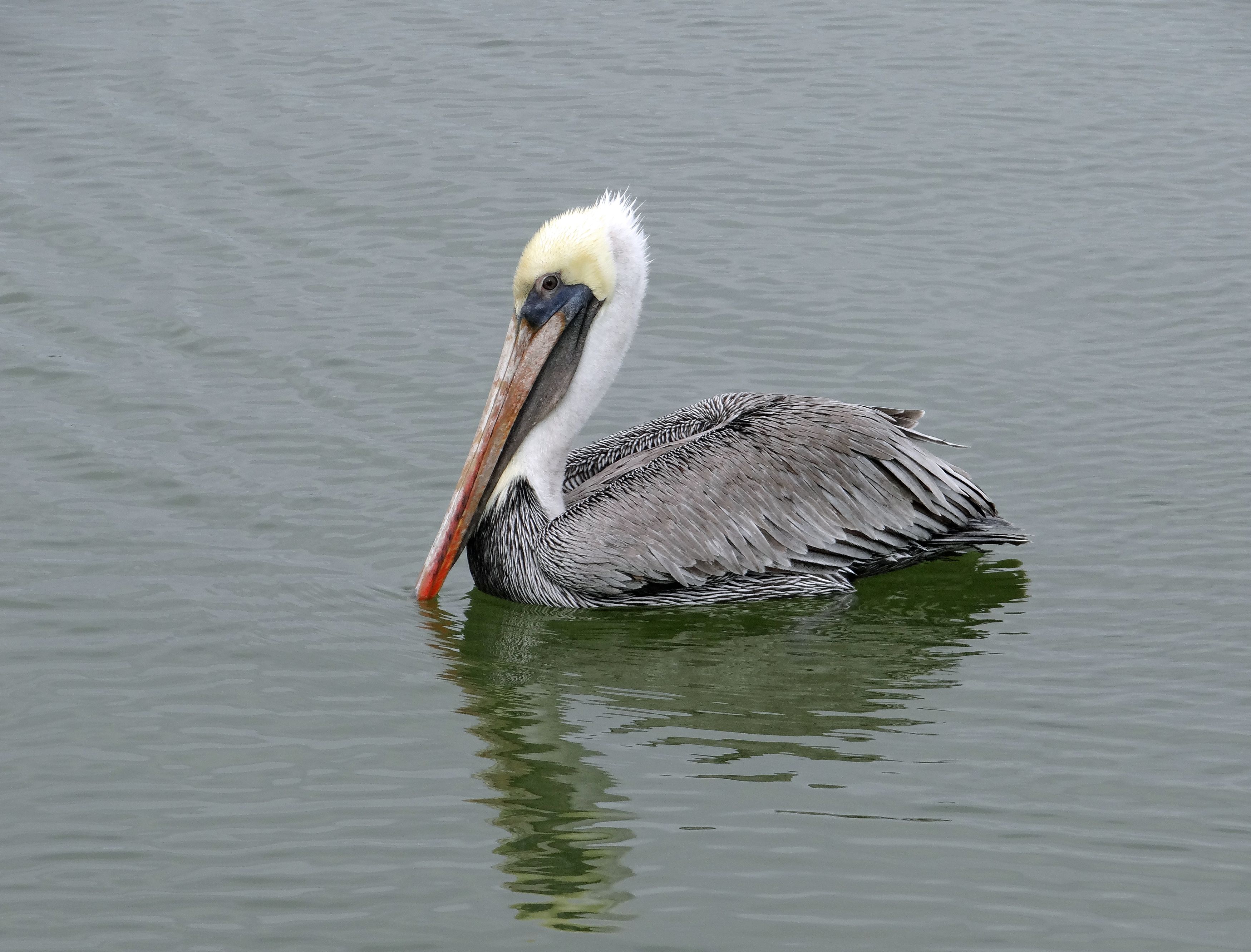Brown Pelican on the Body of Water · Free Stock Photo