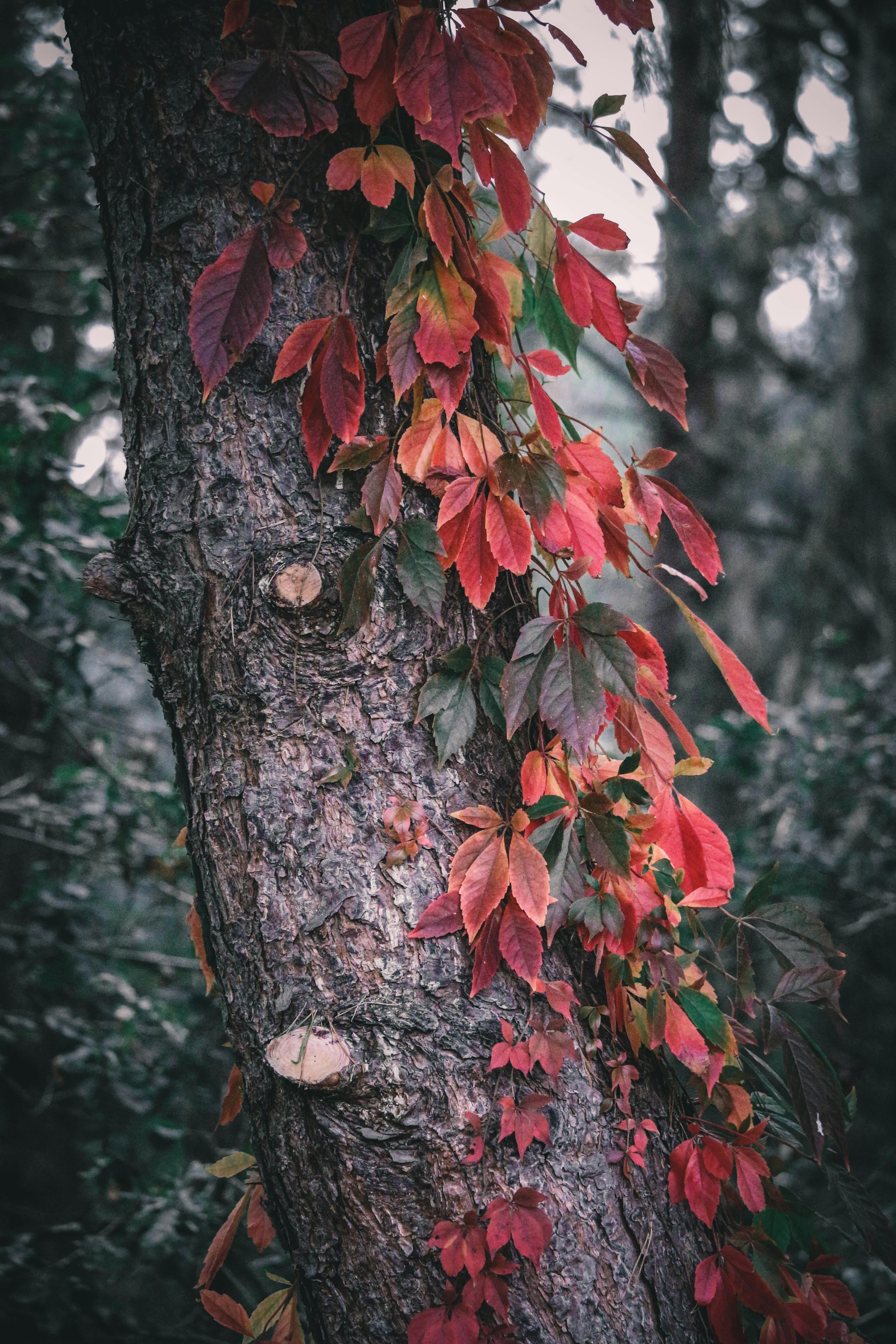 Virginia Creeper Plant Clinging on Tree Trunk · Free Stock Photo